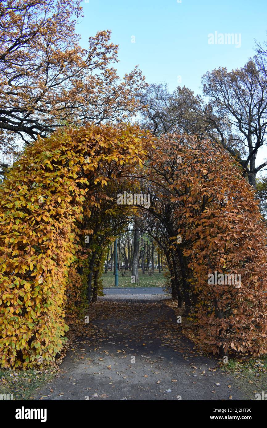 Alley with yellow red covered pergola. Autumn red leaves background ...