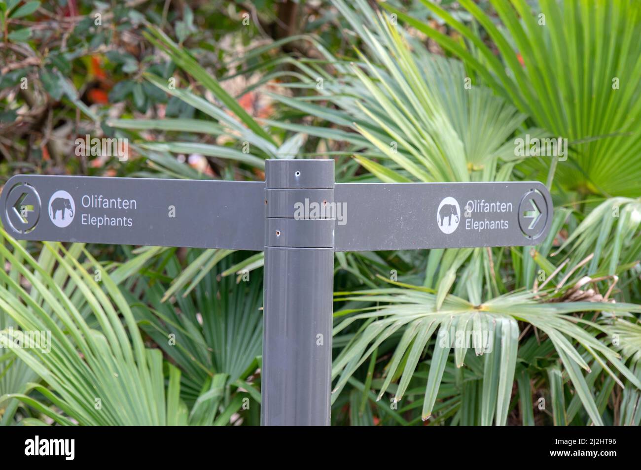 Direction Sign For The Elephants At The Artis Zoo At Amsterdam The ...