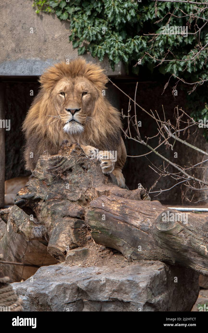 Front View Male Lion At The Artis Zoo Park At Amsterdam The Netherlands ...