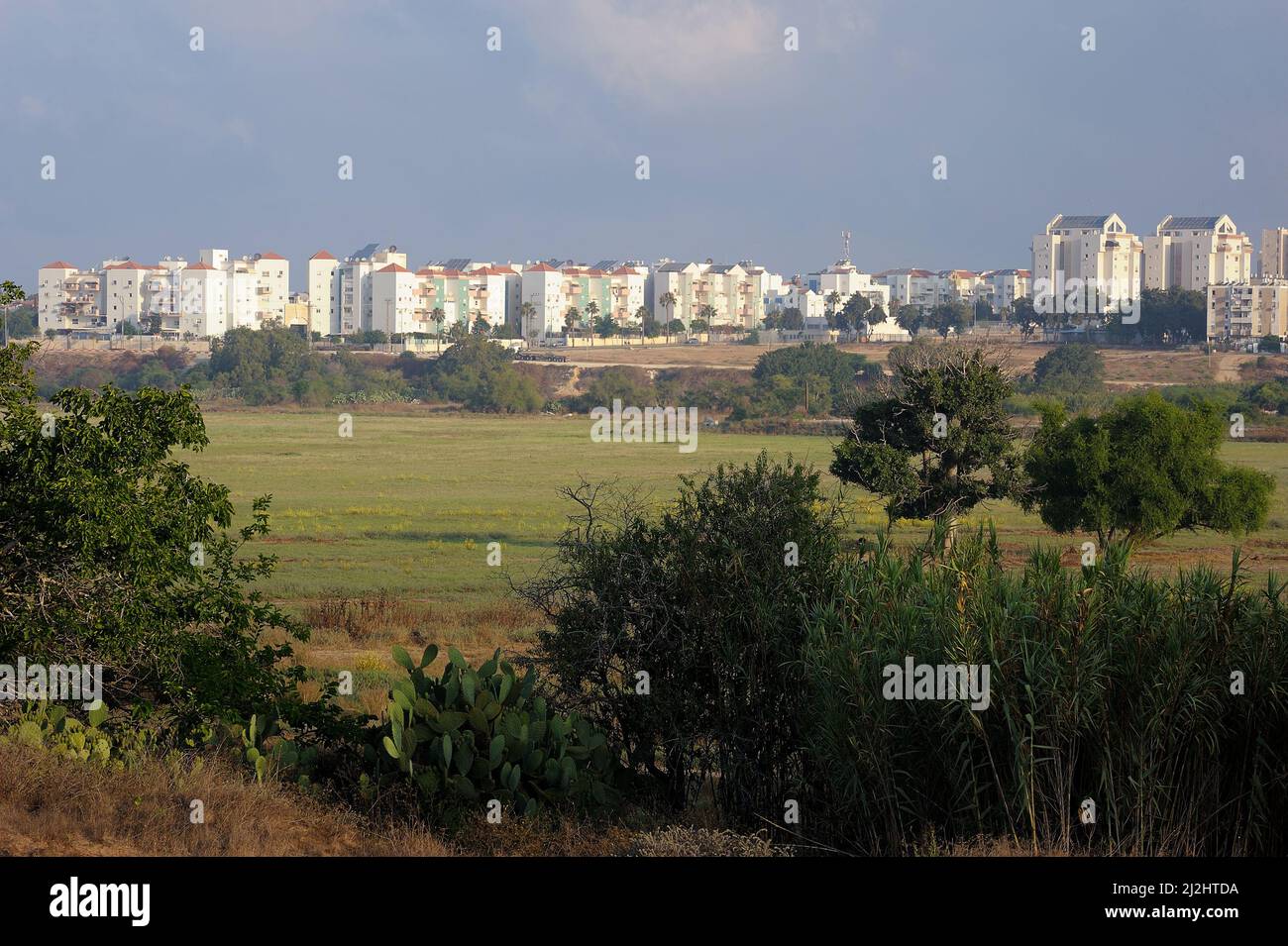 Trees, bushes, grass and cacti on waste ground near the town in Israel ...