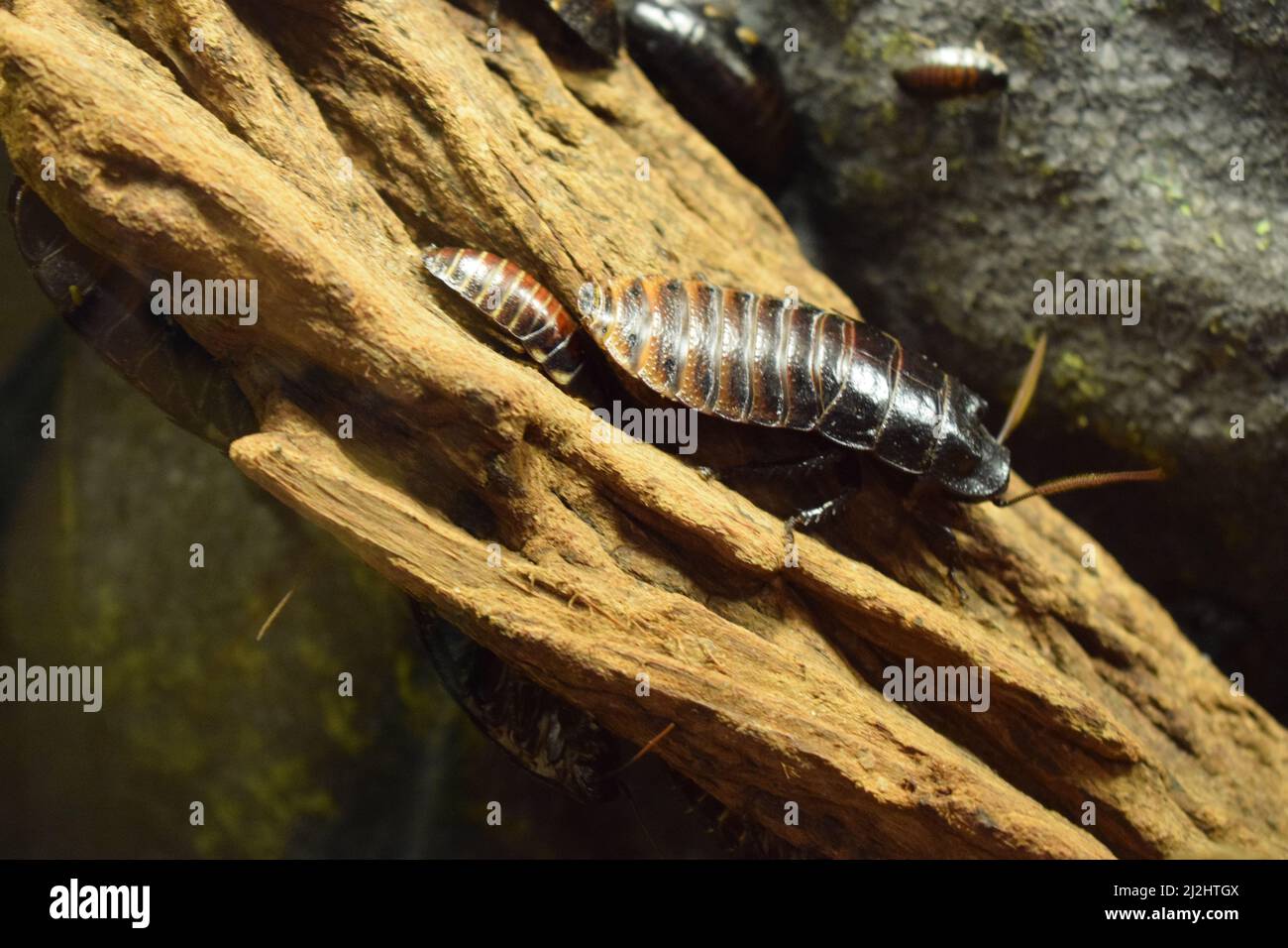 Madagascar hissing cockroach, (Gromphadorhina portentosa Stock Photo ...