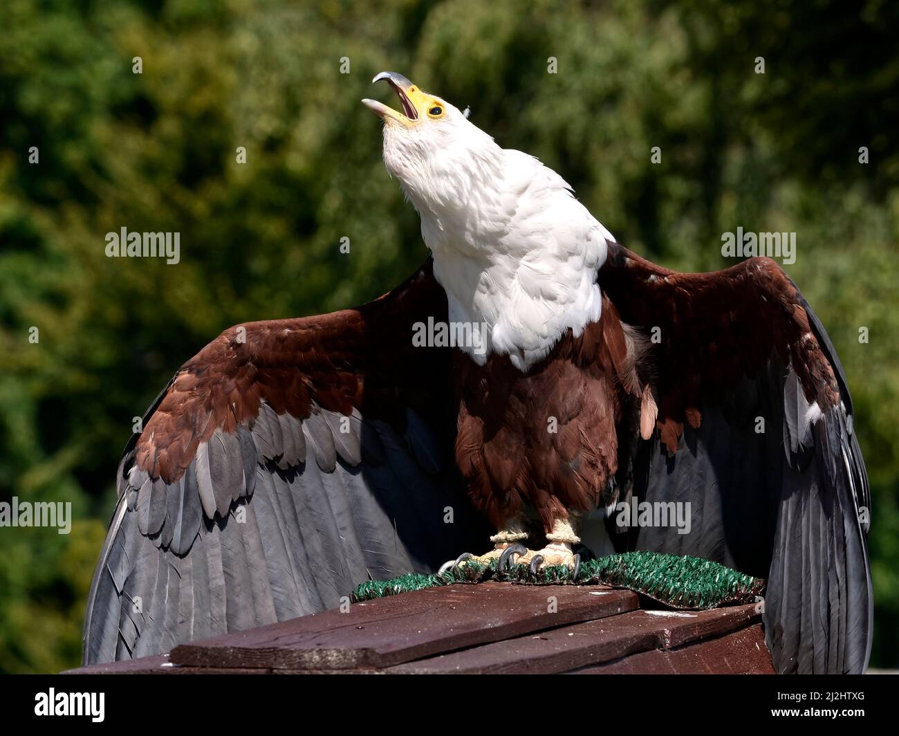 Screaming Eagle Bird