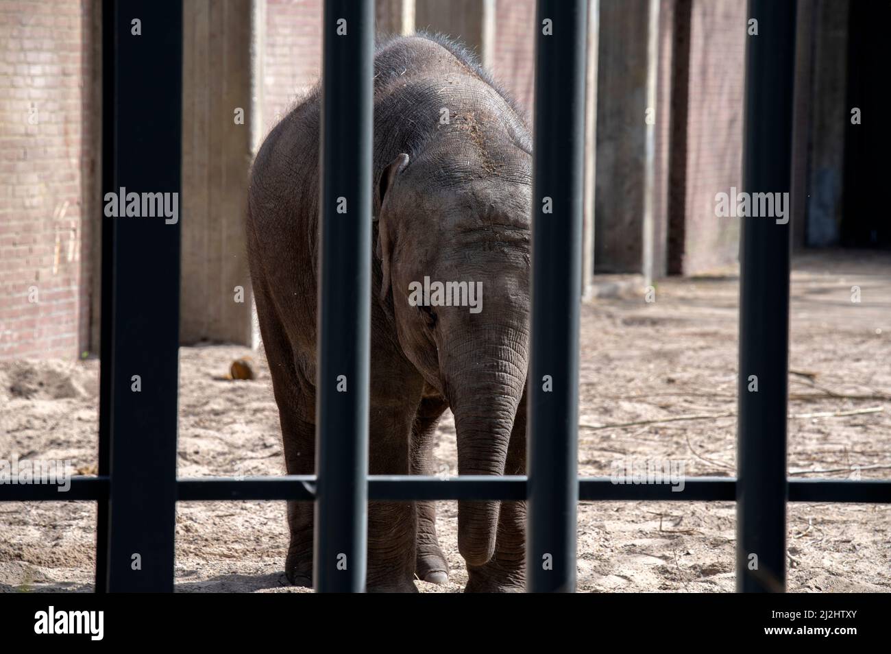 Young Elephant Behind Bars At Amsterdam The Netherlands 28-3-2022 Stock ...