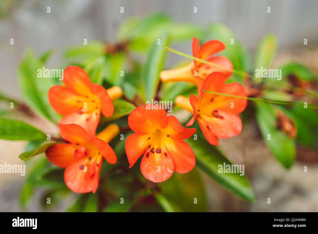 close-up of orange vireya rhododendron plant with coral flowers outdoor ...