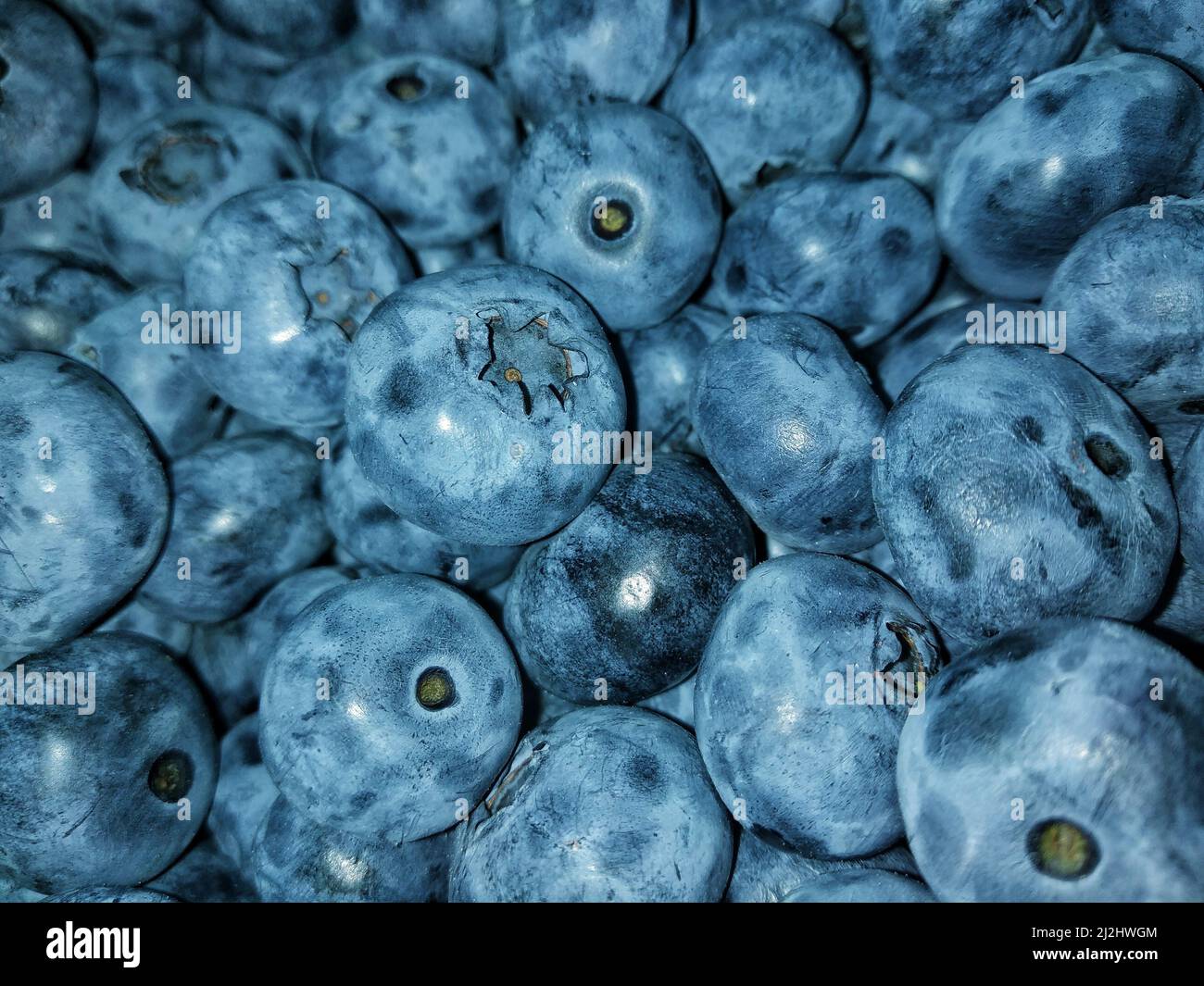 Bilberry, blue huckleberry, tall huckleberry, swamp huckleberry, high ...