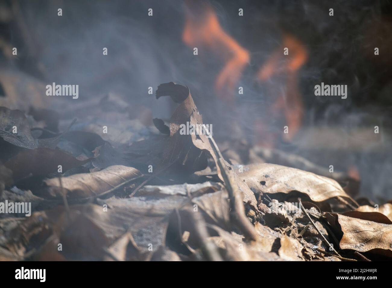 Fire burning in a forest with dry leaves, close up Stock Photo - Alamy
