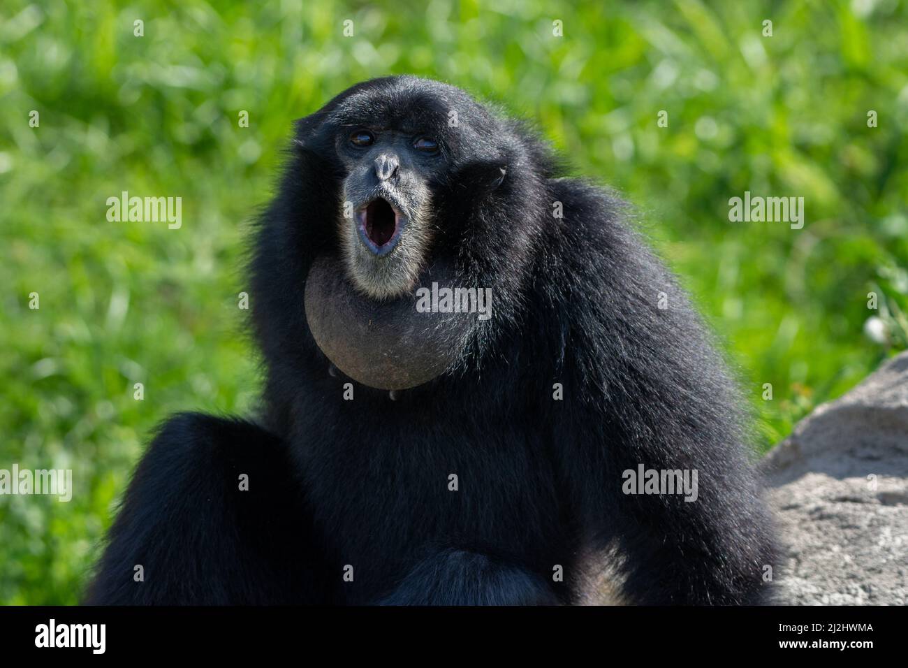Siamang (Symphalangus syndactylus) a loud black gibbon from Thailand ...