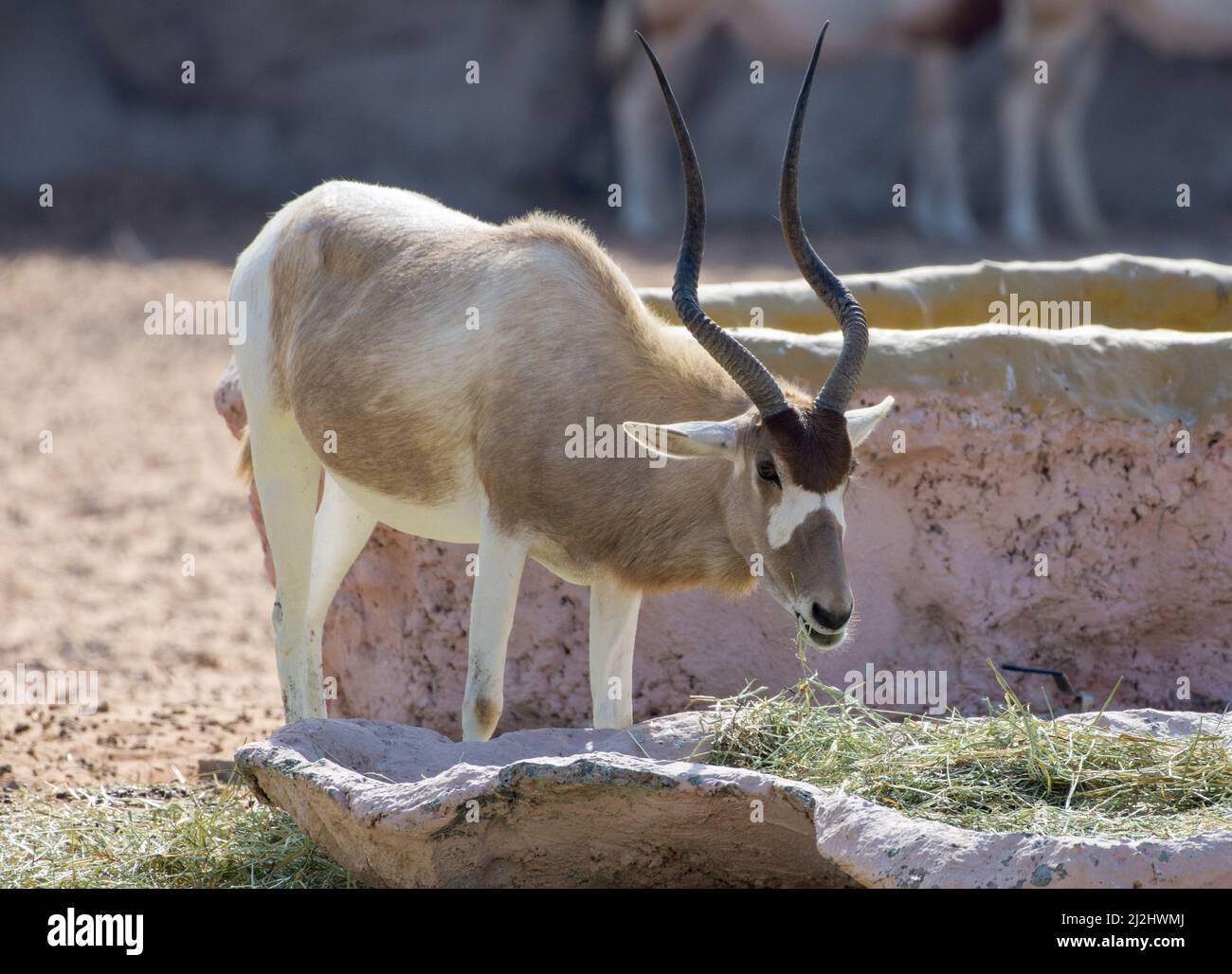 Addax male hi-res stock photography and images - Alamy