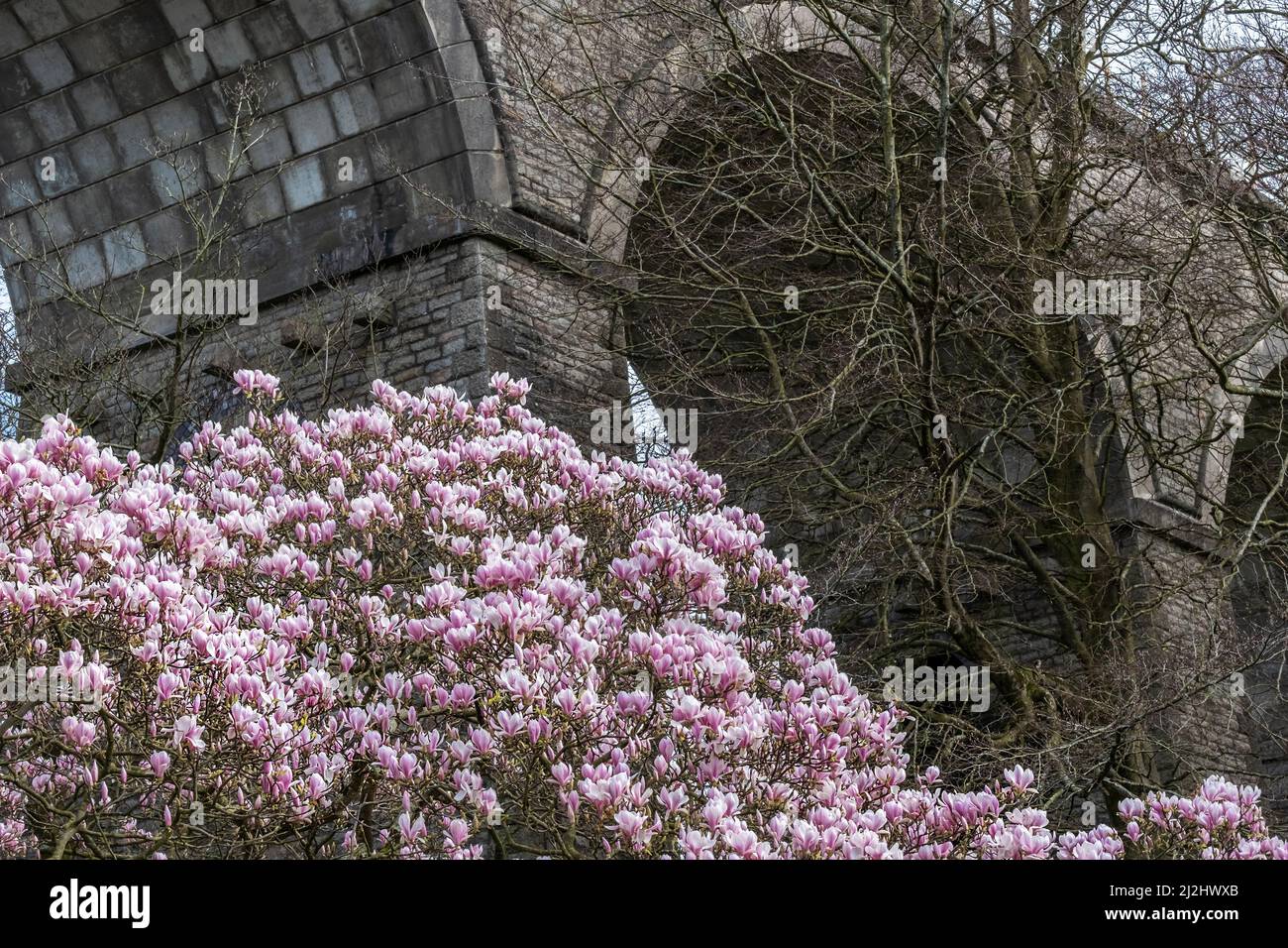A spectacular display of flowers blooms on a Magnolia Tree Magnolia x ...