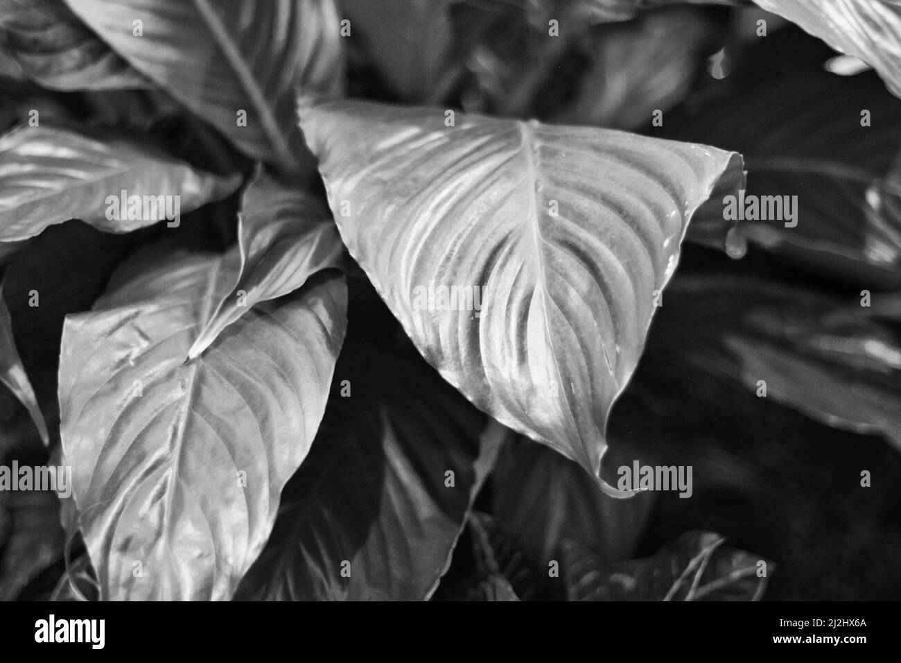 Beautiful plants growing in the sunny meadow in black and white ...
