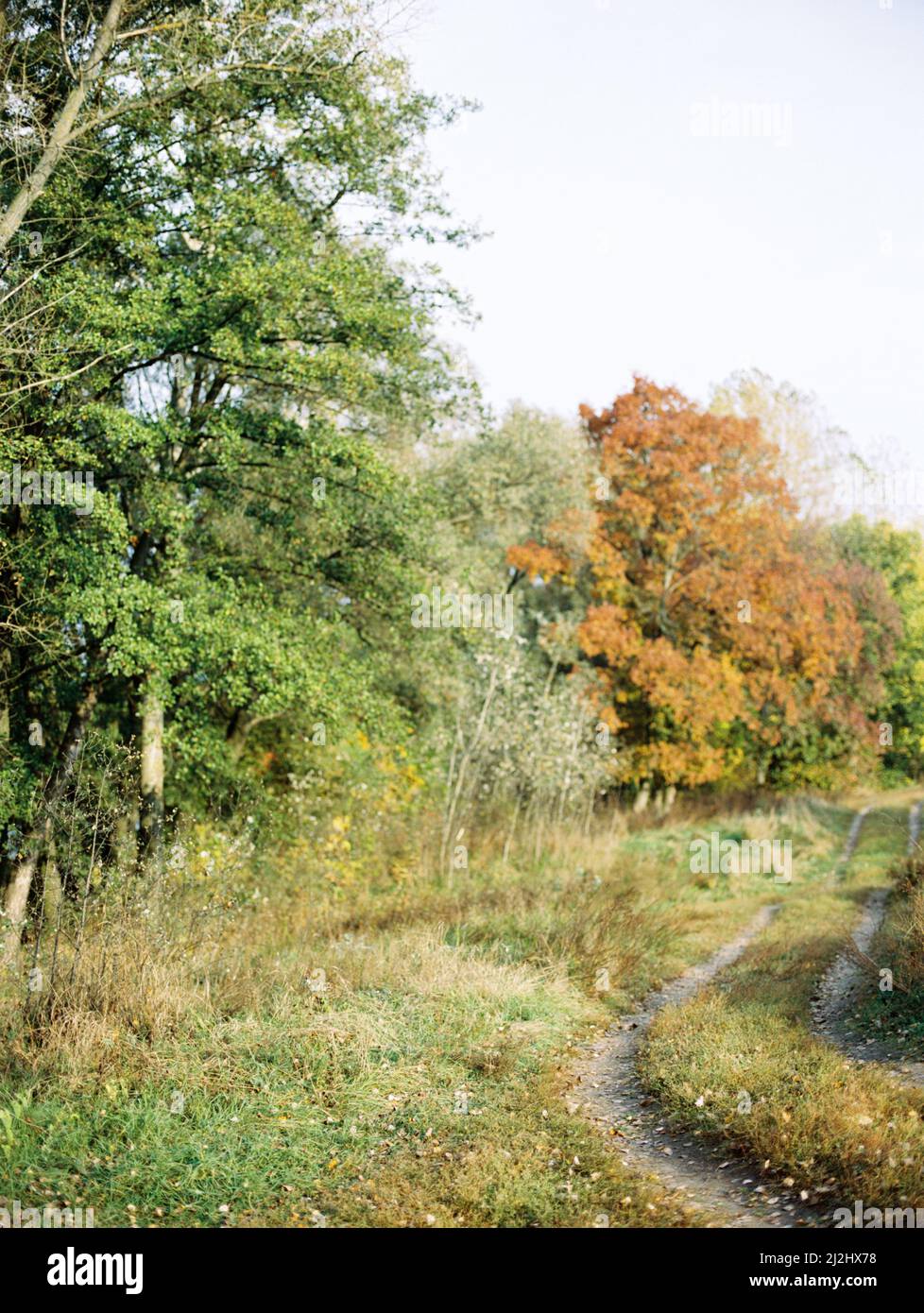 Beautiful country summer landscape with green trees and road in the ...