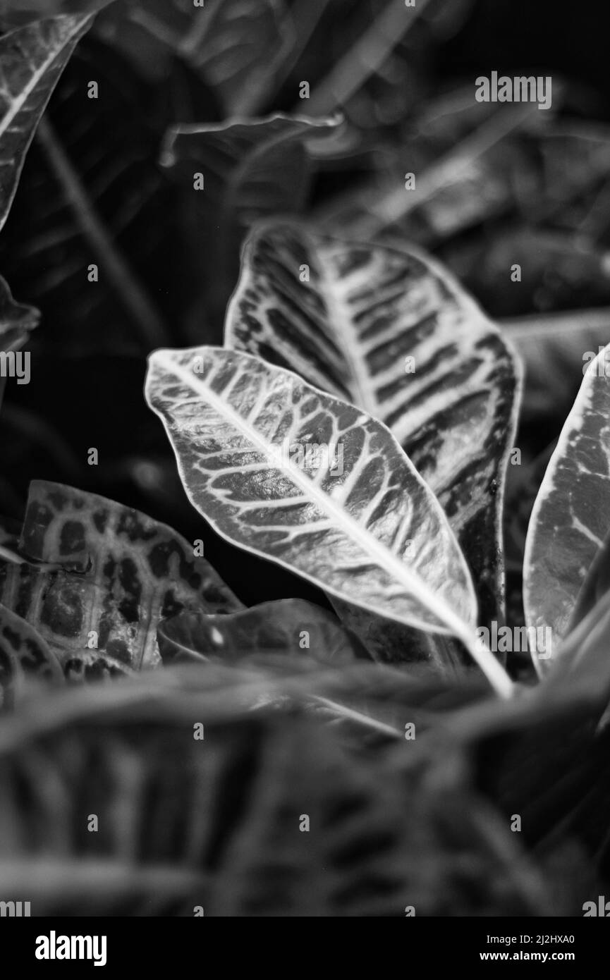 Beautiful plants growing in the sunny meadow in black and white ...