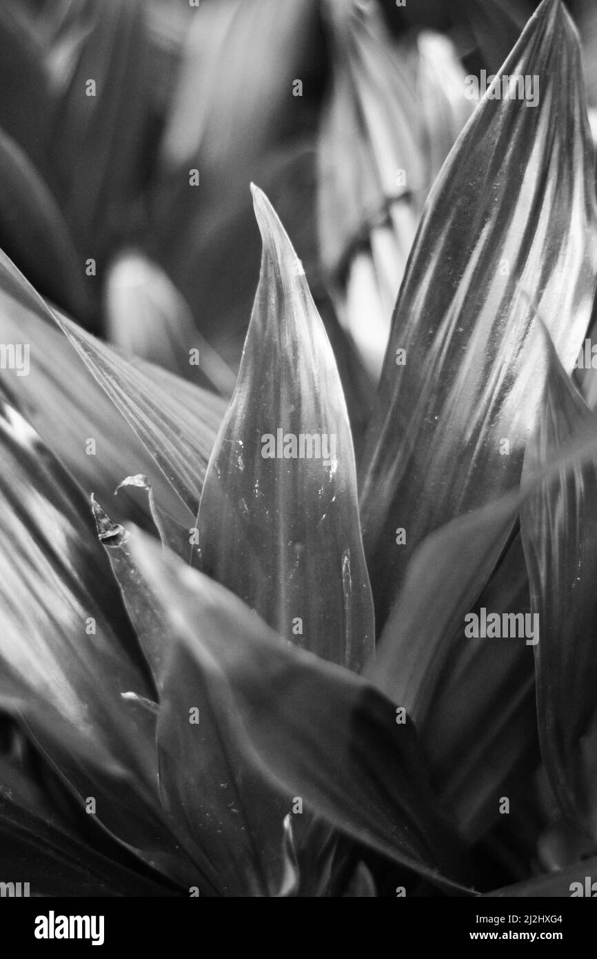 Beautiful plants growing in the sunny meadow in black and white ...