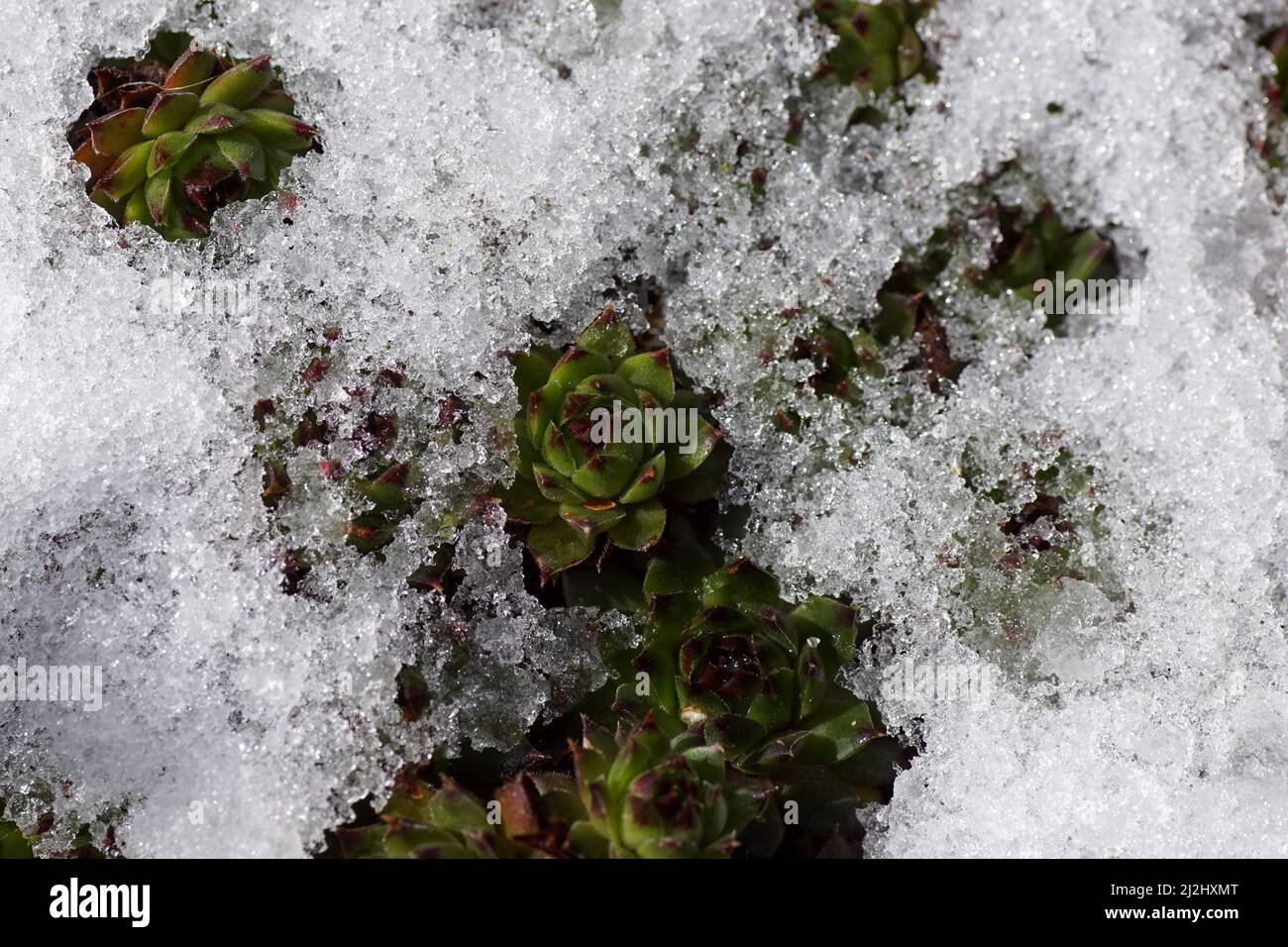 Houseleek (Sempervivum) partially covered by melting snow in a Dutch ...