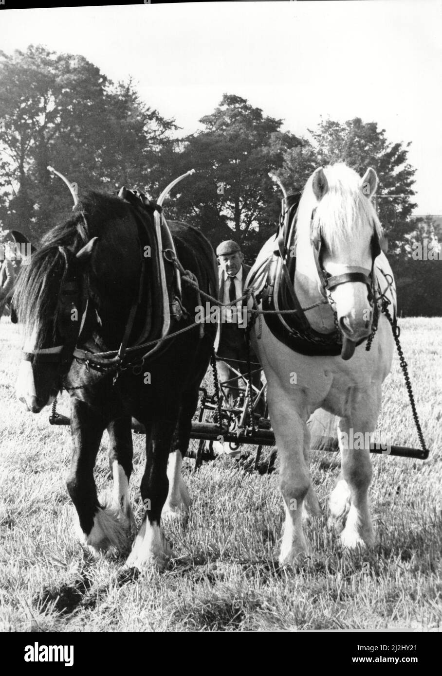 Ploughing a straight furrow at Brailsford 15th October 1988 Stock Photo ...