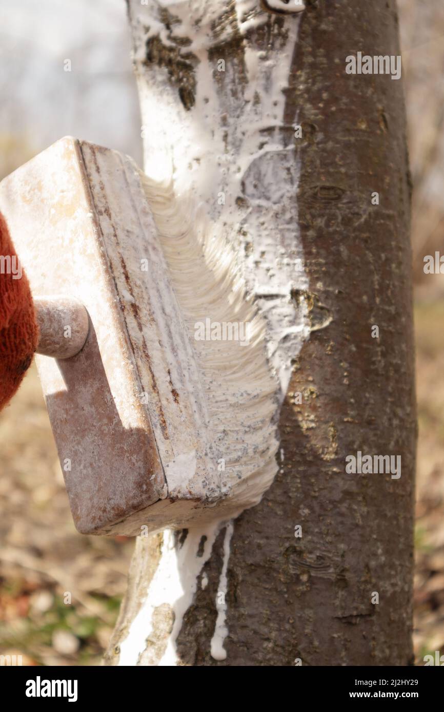 Girl whitewashing a tree trunk in a spring garden. Whitewash of spring ...
