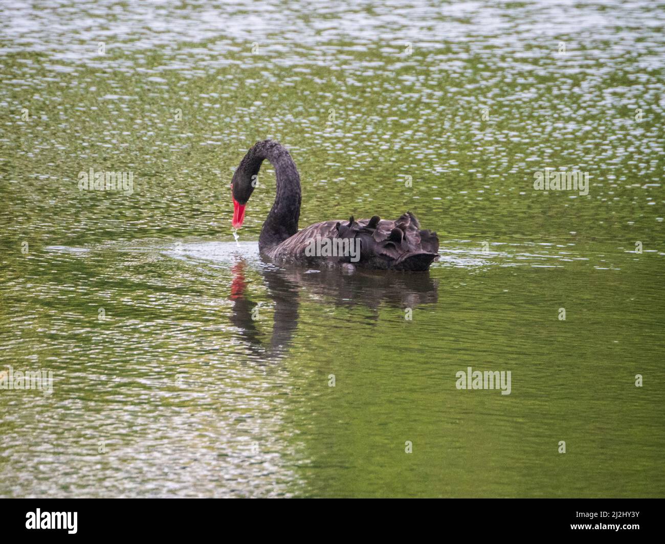 Birds, Black Swan, Cygnus Atratus, admiring its beauty, graceful long ...
