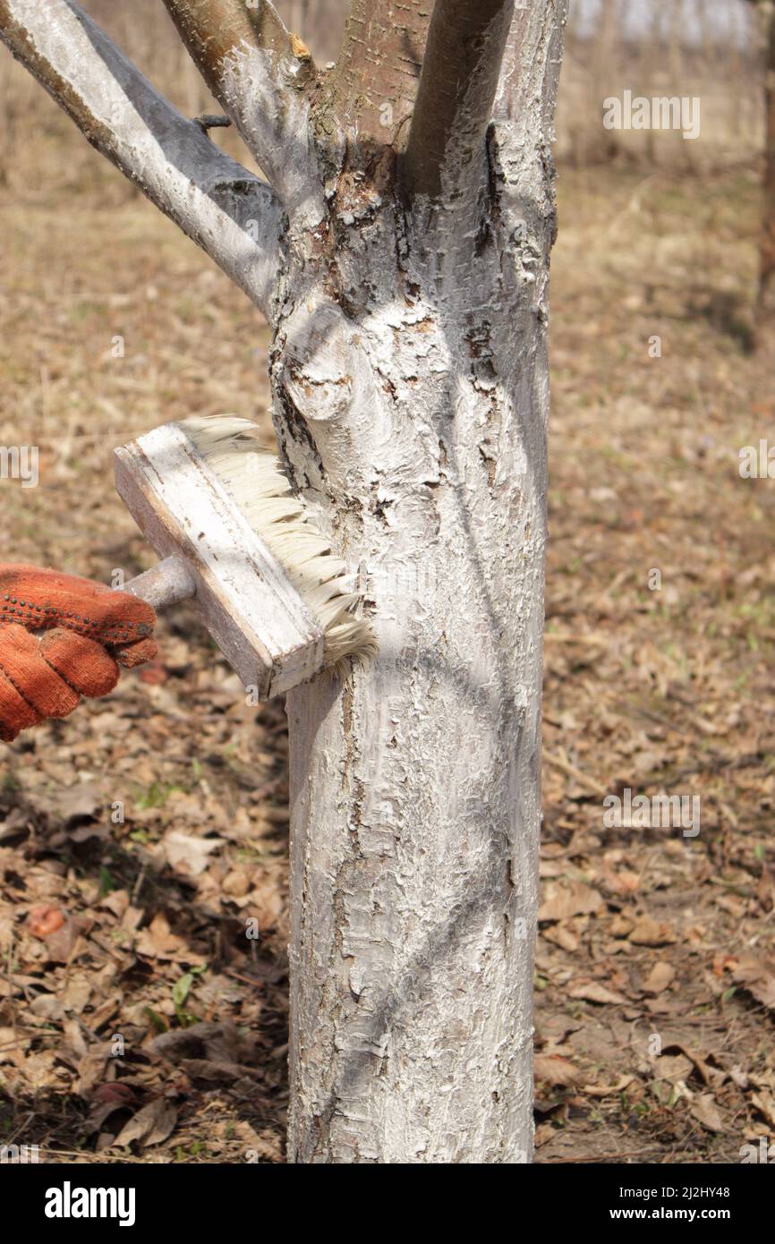 Girl whitewashing a tree trunk in a spring garden. Whitewash of spring ...