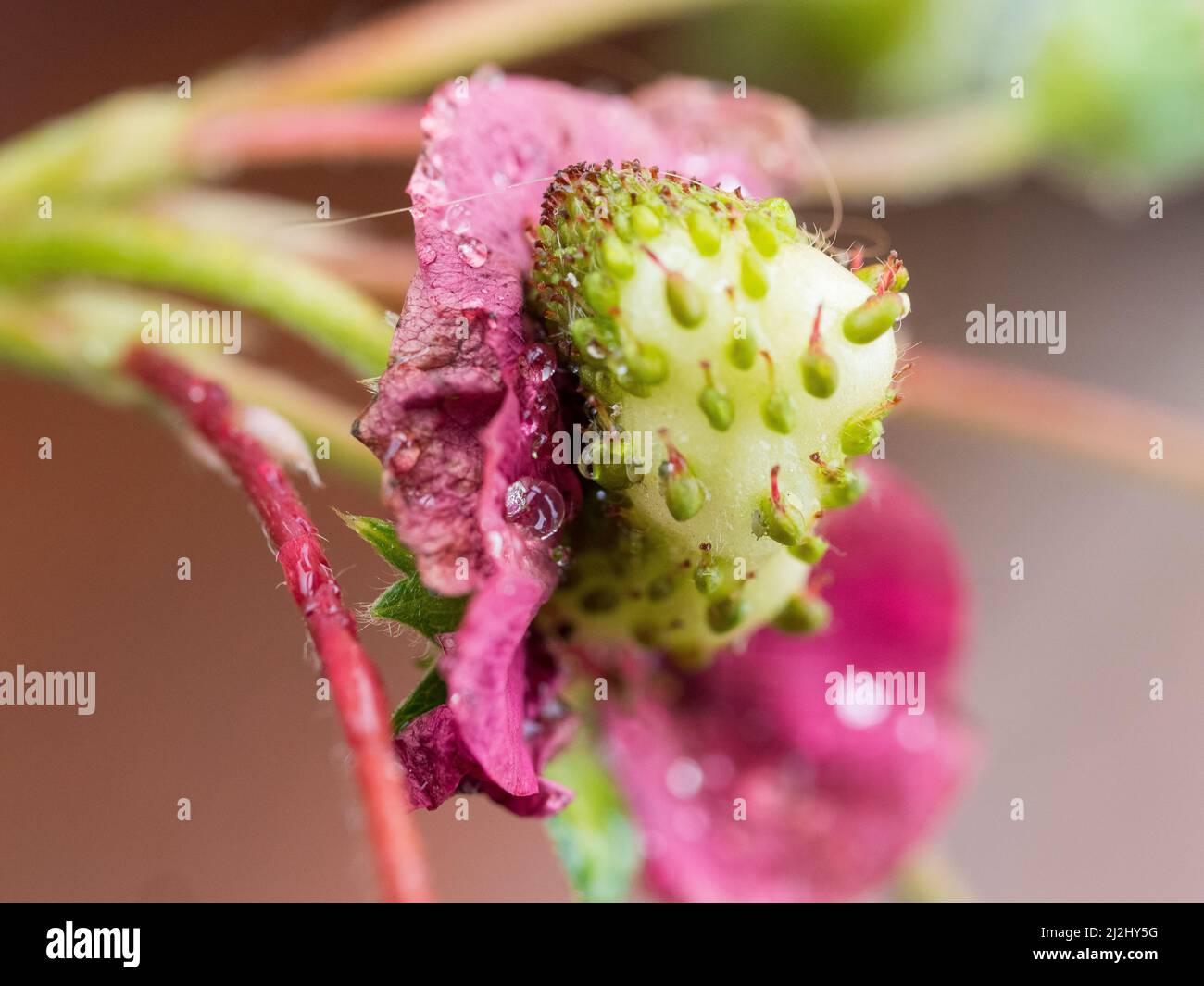Stawberry plant hi-res stock photography and images - Alamy