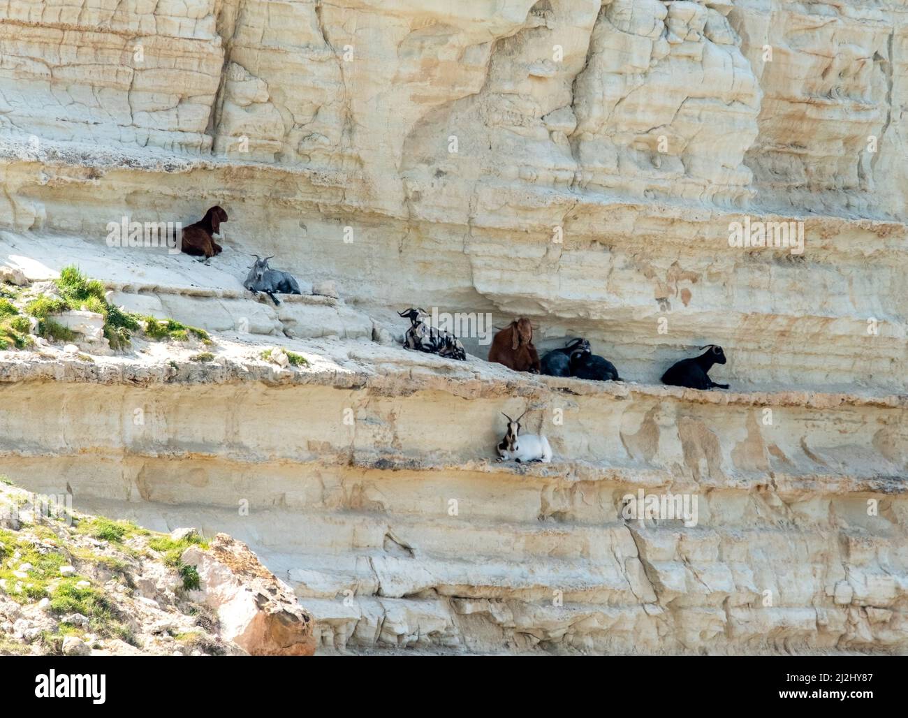 Wild feral goats rest in the shade on a limestone cliff face in Avakas ...