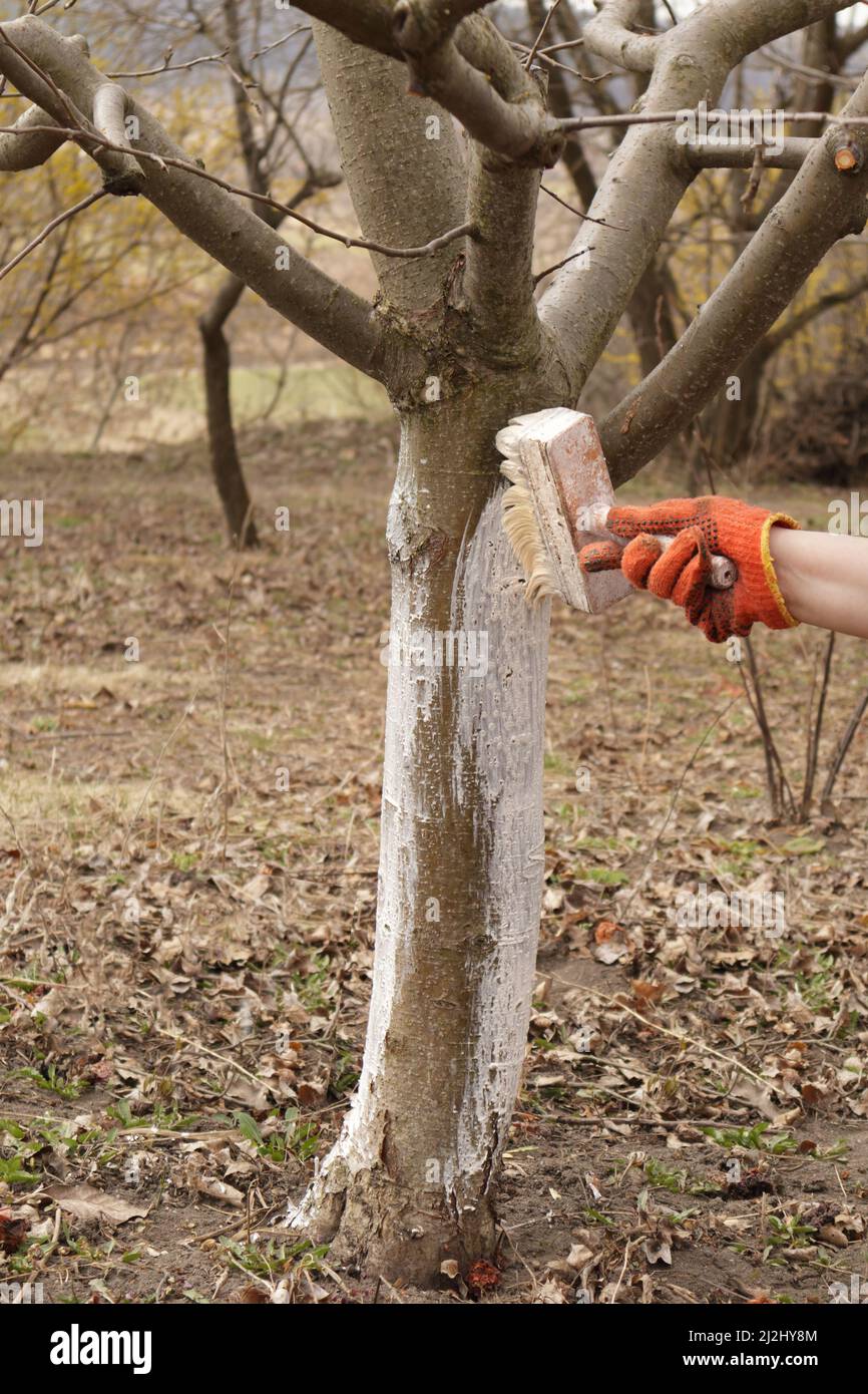 Girl whitewashing a tree trunk in a spring garden. Whitewash of spring ...
