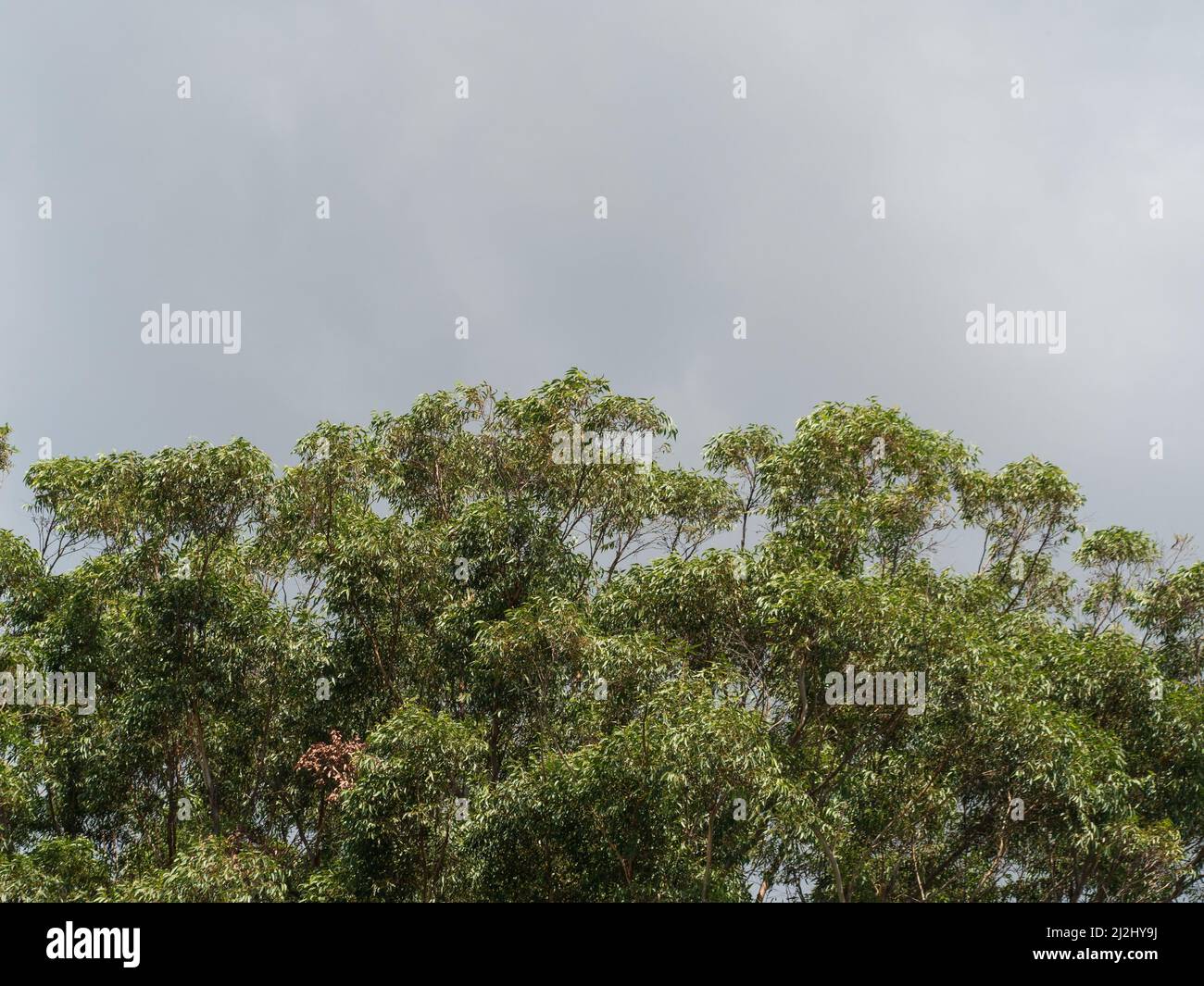 Australian bush, treetops of green leafy Gum or Eucalyptus trees below ...