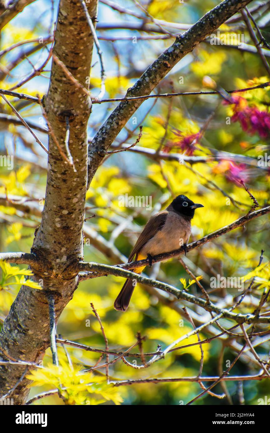 Himalayan bulbul bird hi-res stock photography and images - Alamy