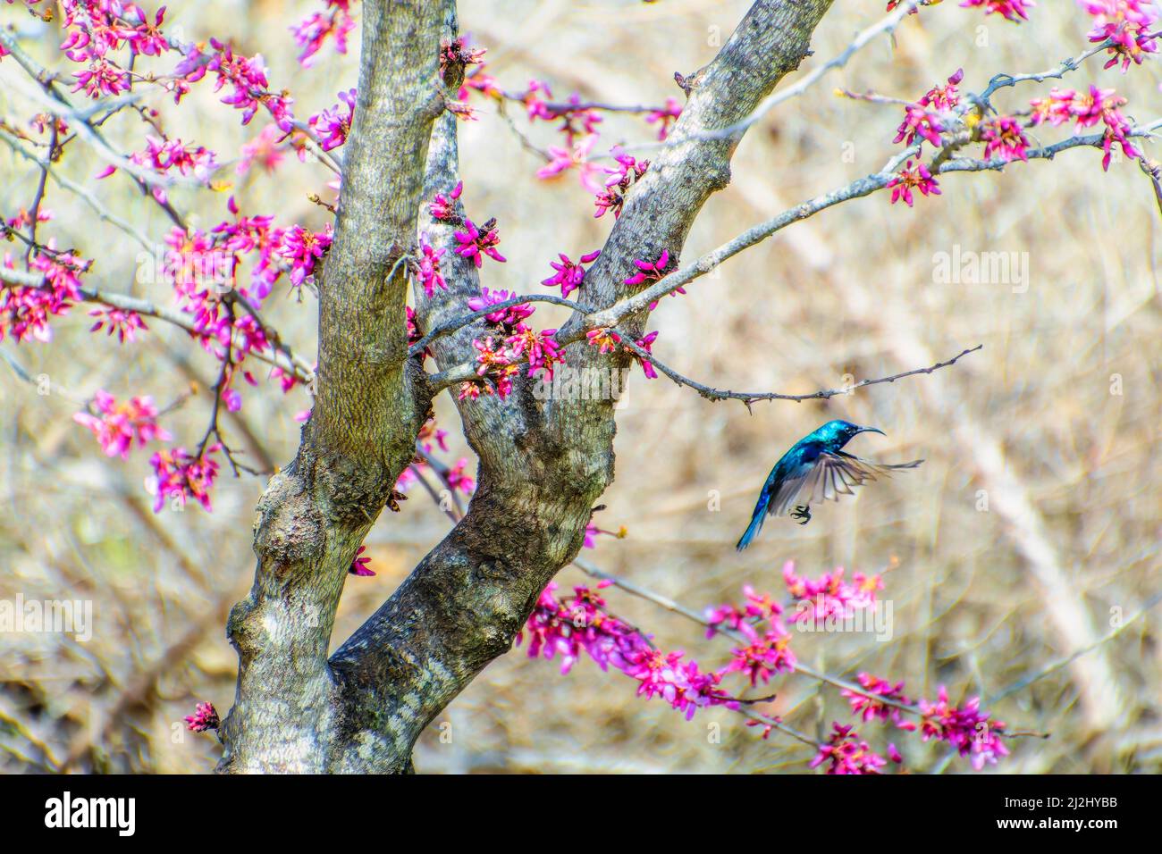 Bird humming hi-res stock photography and images - Alamy
