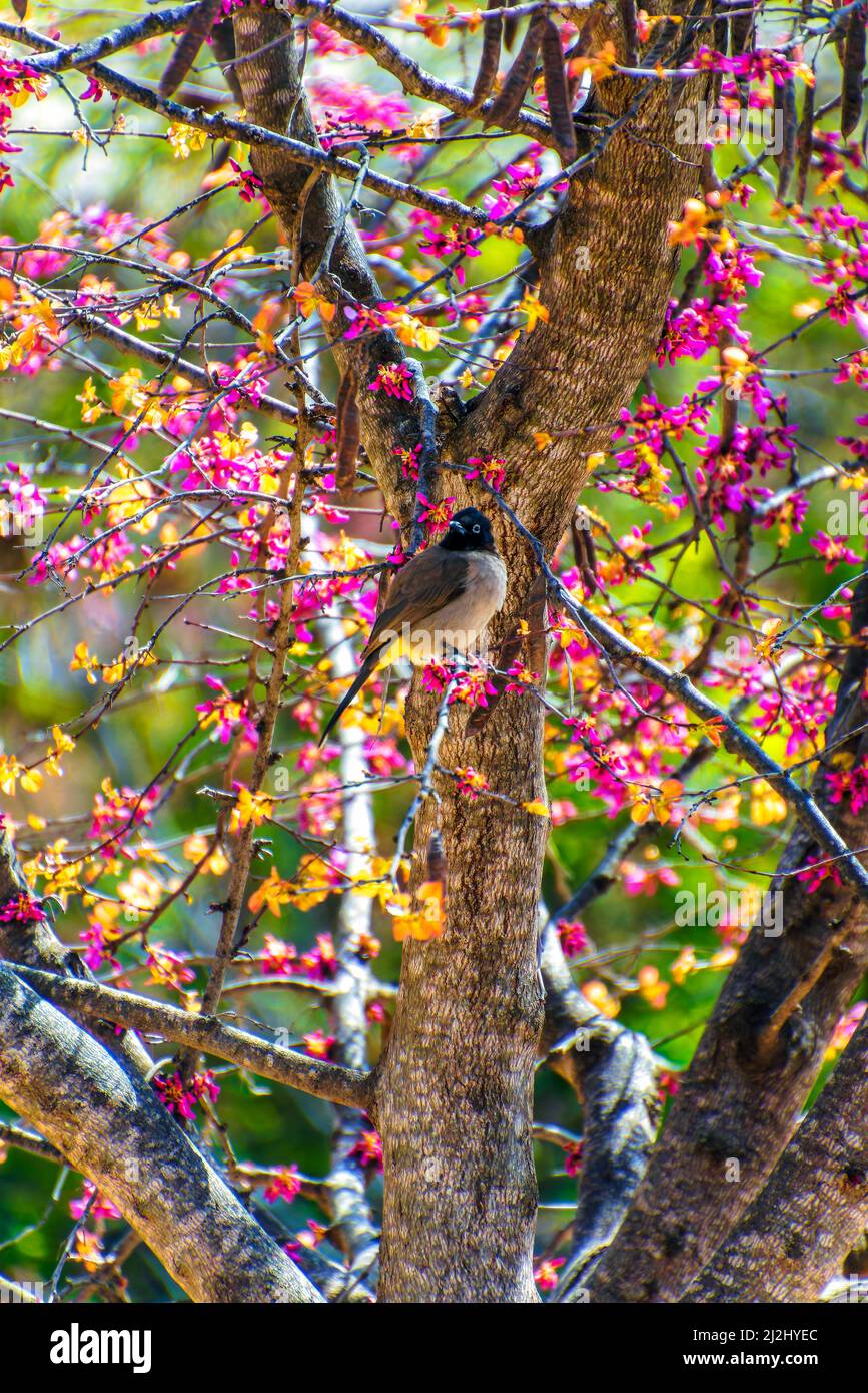 Bulbul cute bird with himalayan blossom colorful flower Stock Photo - Alamy