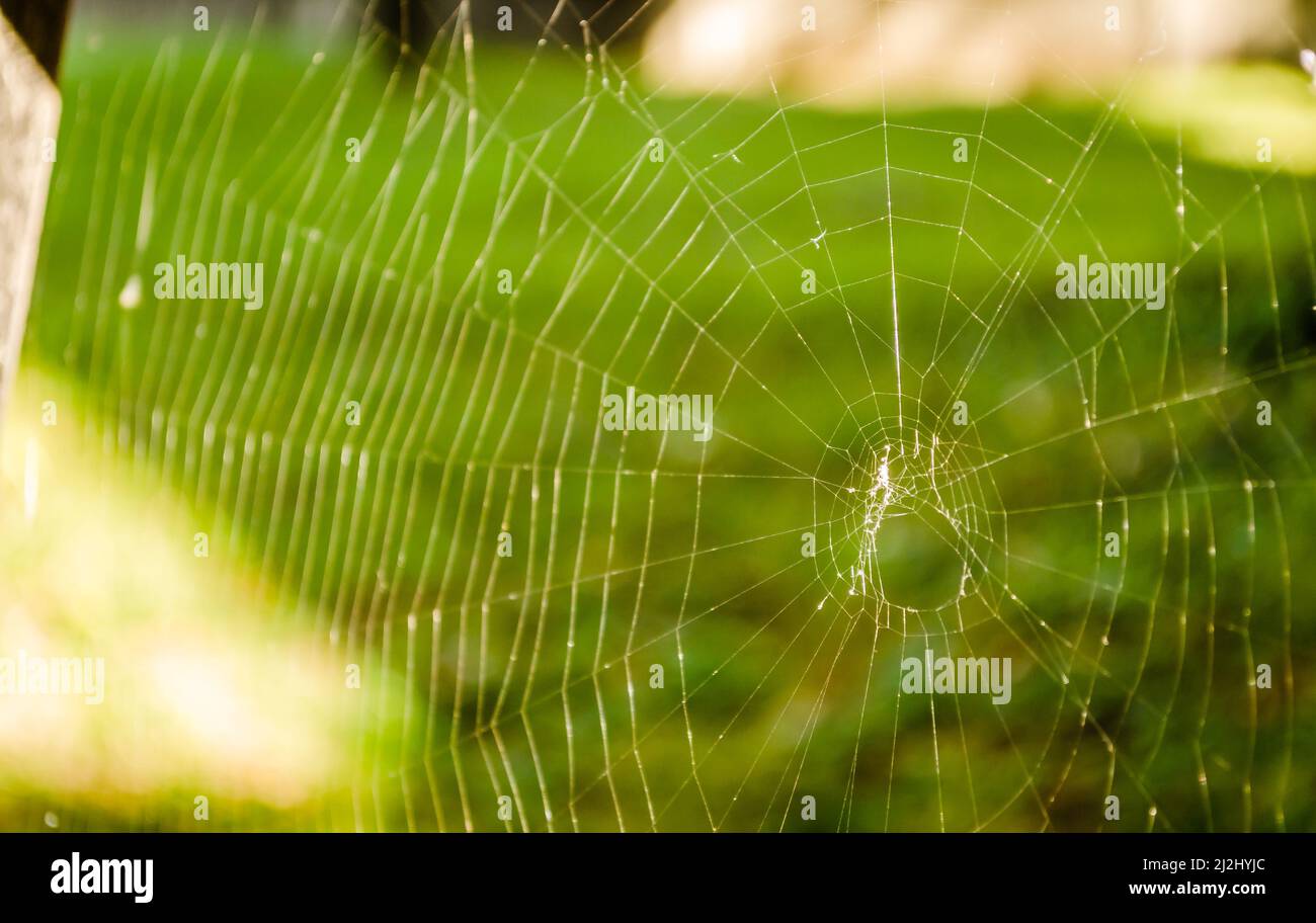Cobweb on a background of green lawn Stock Photo - Alamy