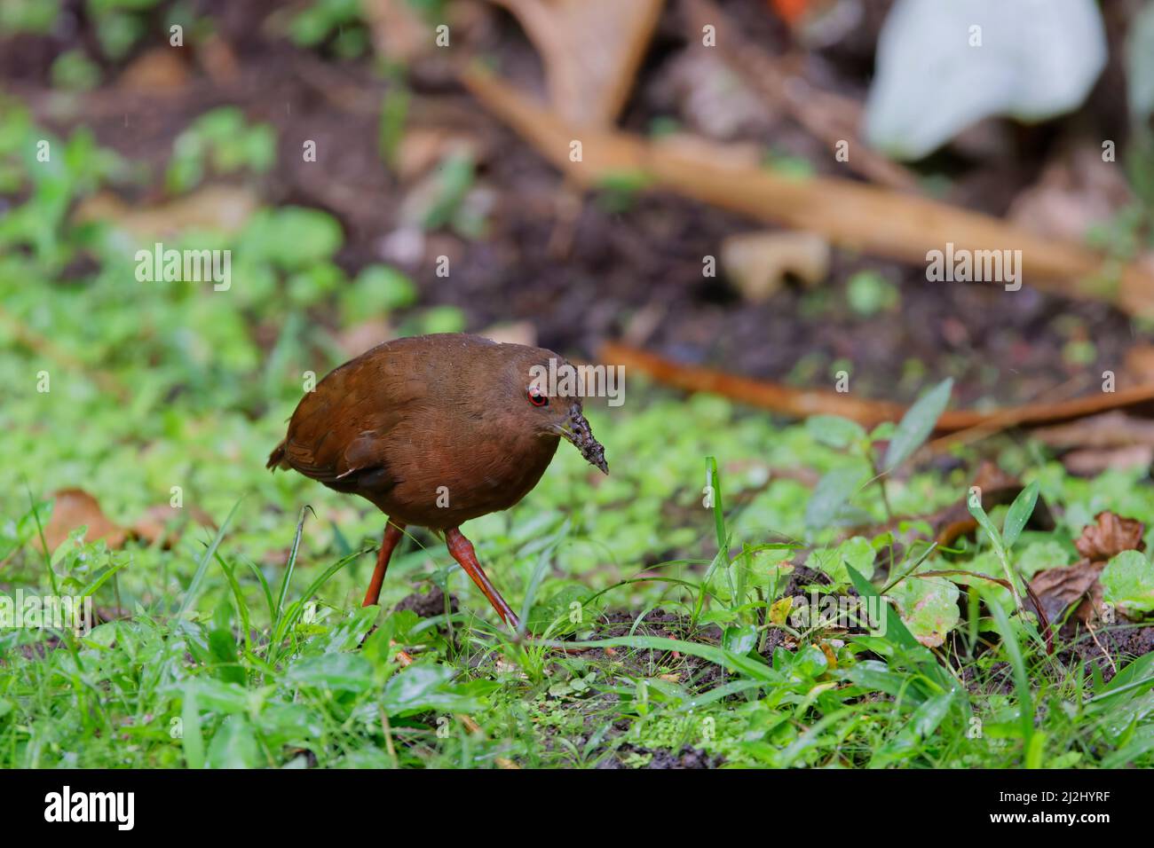 Amaurolimnas concolor hi-res stock photography and images - Alamy