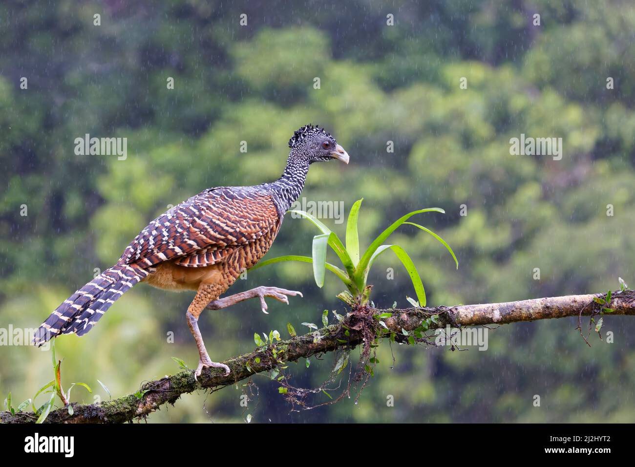 Great Currasow - female in tree Crax rubra Boco Tapada, Costa Rica ...