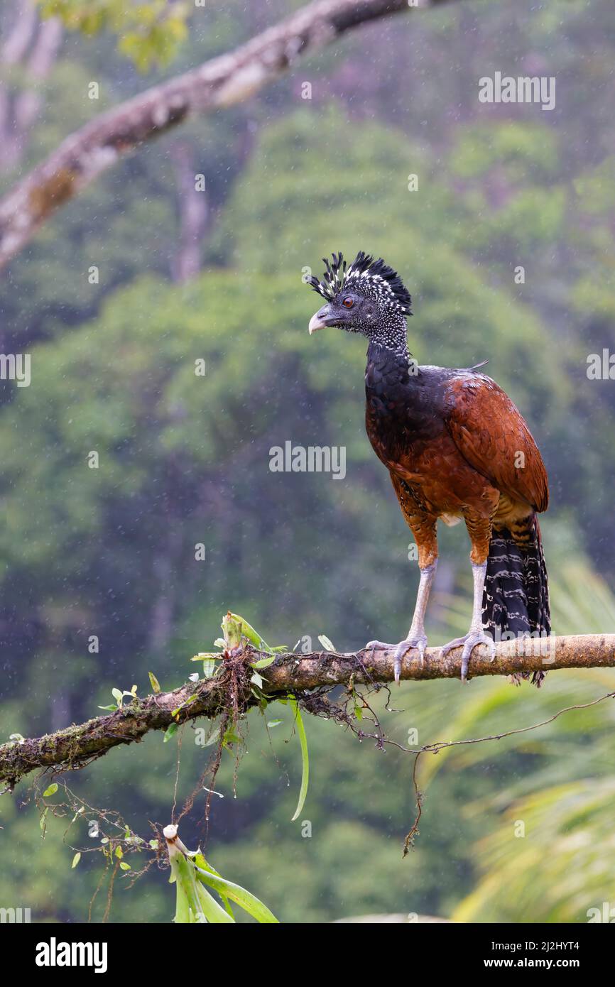 Great Currasow - female in tree Crax rubra Boco Tapada, Costa Rica ...