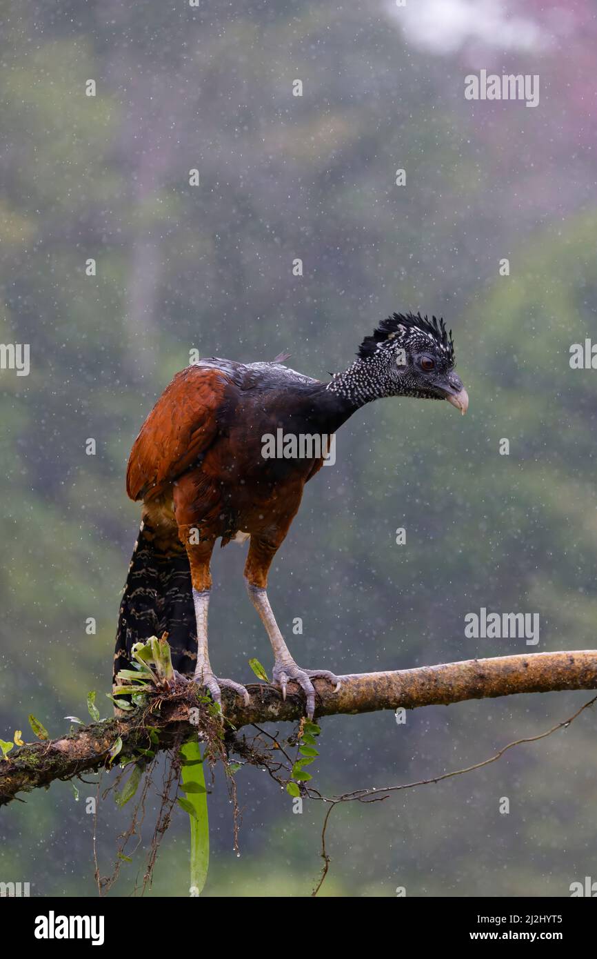 Great Currasow - female in tree Crax rubra Boco Tapada, Costa Rica ...