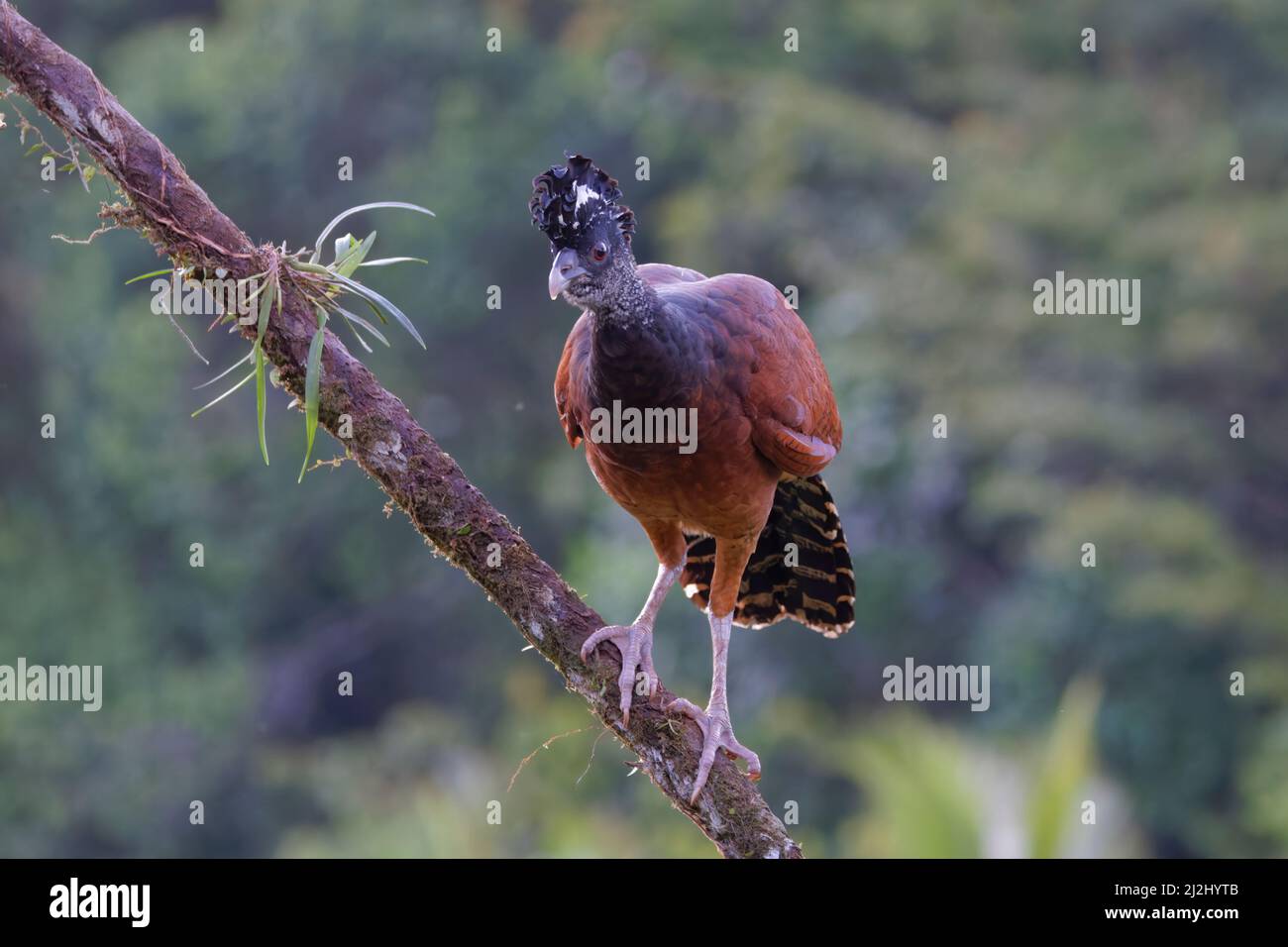 Great Currasow - female in tree Crax rubra Boco Tapada, Costa Rica ...