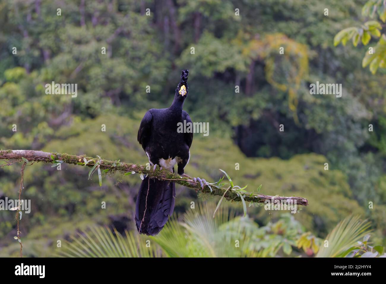 Great Currasow male in tree Crax rubra Boco Tapada, Costa Rica BI032989 ...