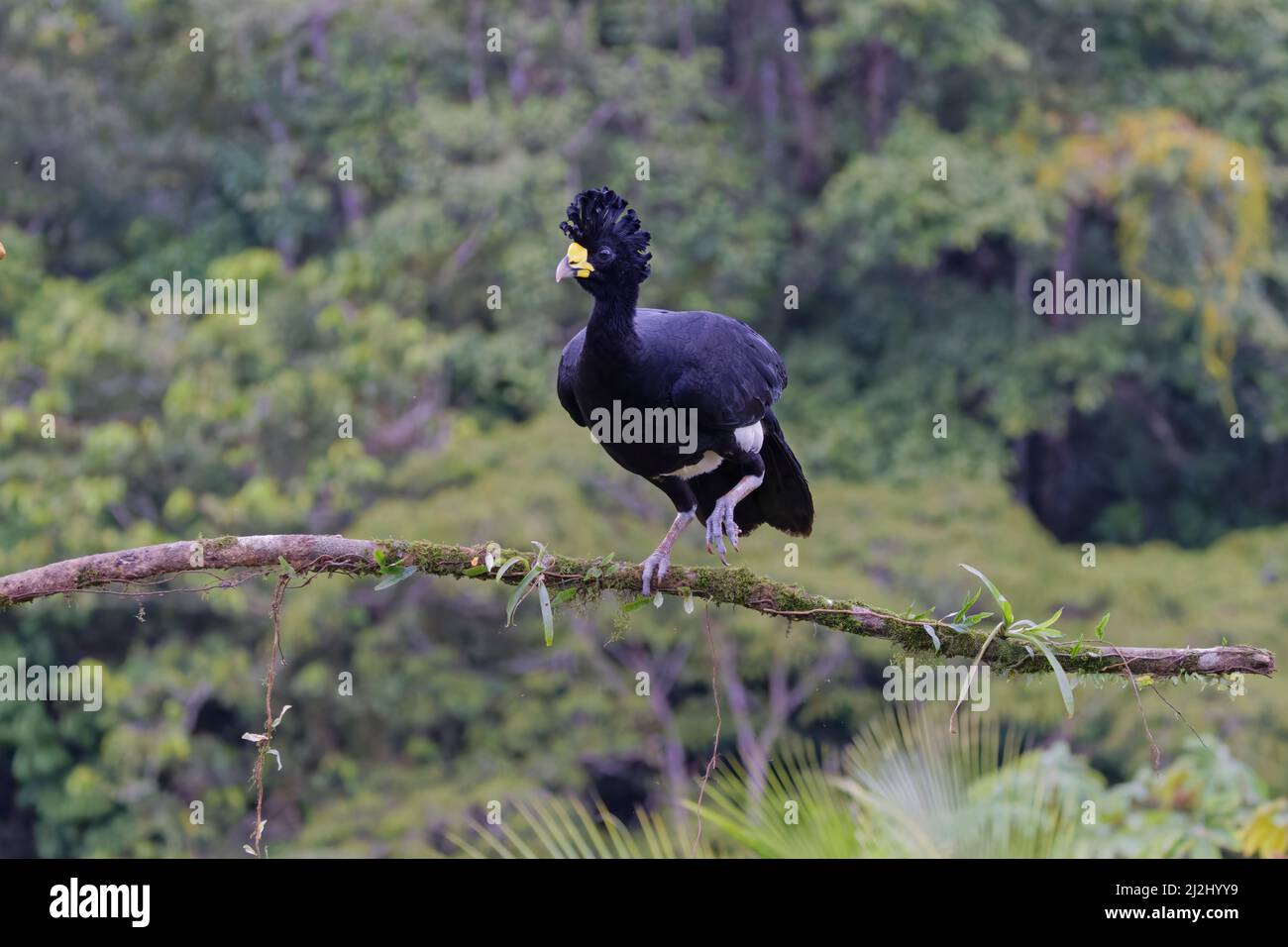 Great Currasow male in tree Crax rubra Boco Tapada, Costa Rica BI032992 ...