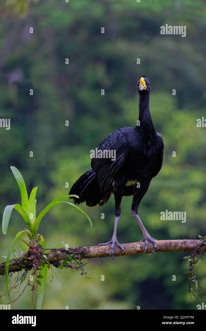 Great Currasow male in tree Crax rubra Boco Tapada, Costa Rica BI032997 ...