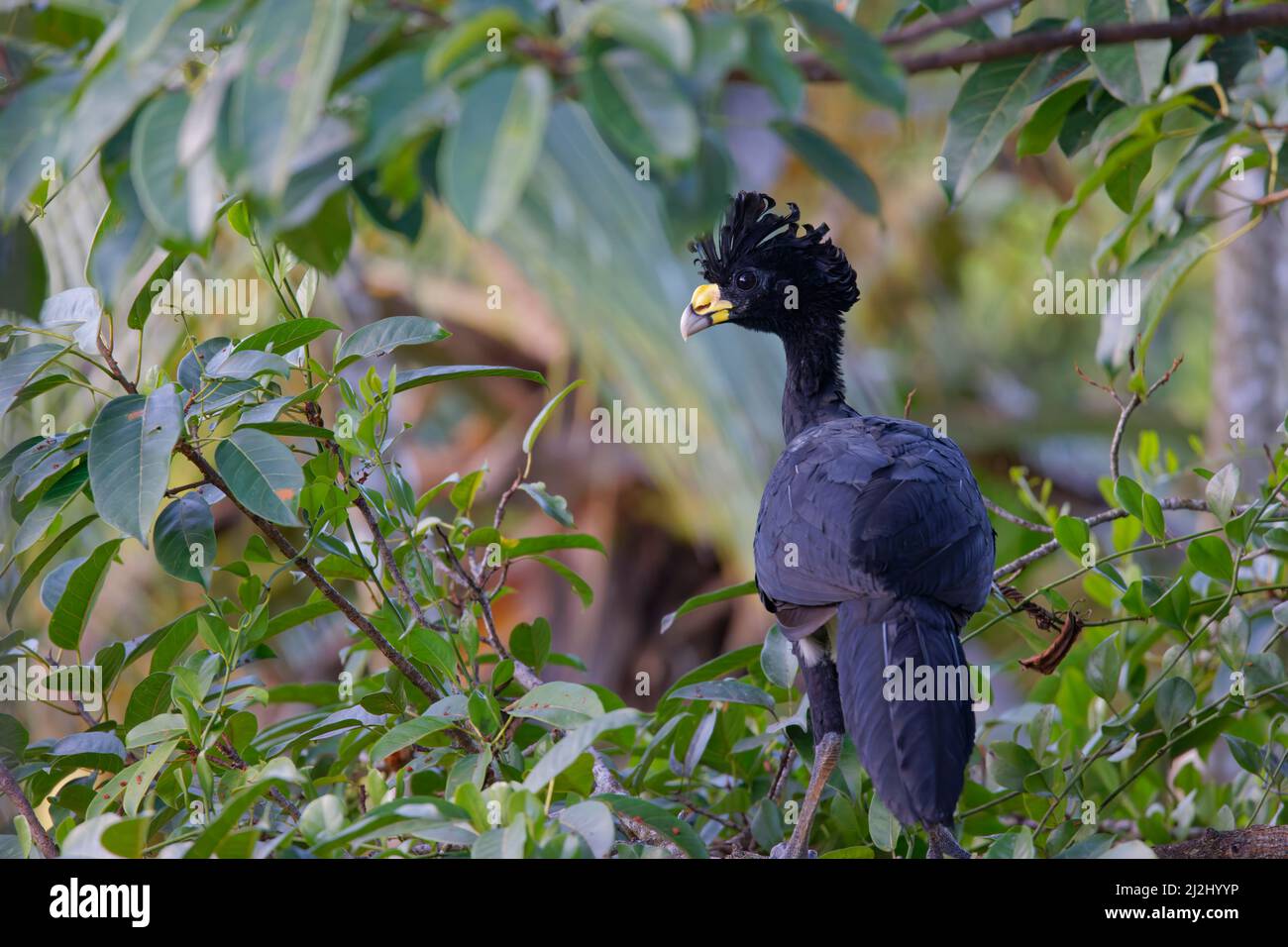 Great Currasow male in tree Crax rubra Boco Tapada, Costa Rica BI033000 ...