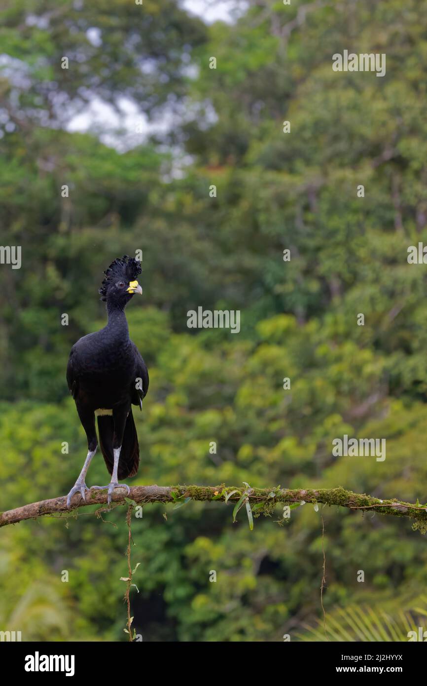 Great Currasow male in tree Crax rubra Boco Tapada, Costa Rica BI033001 ...
