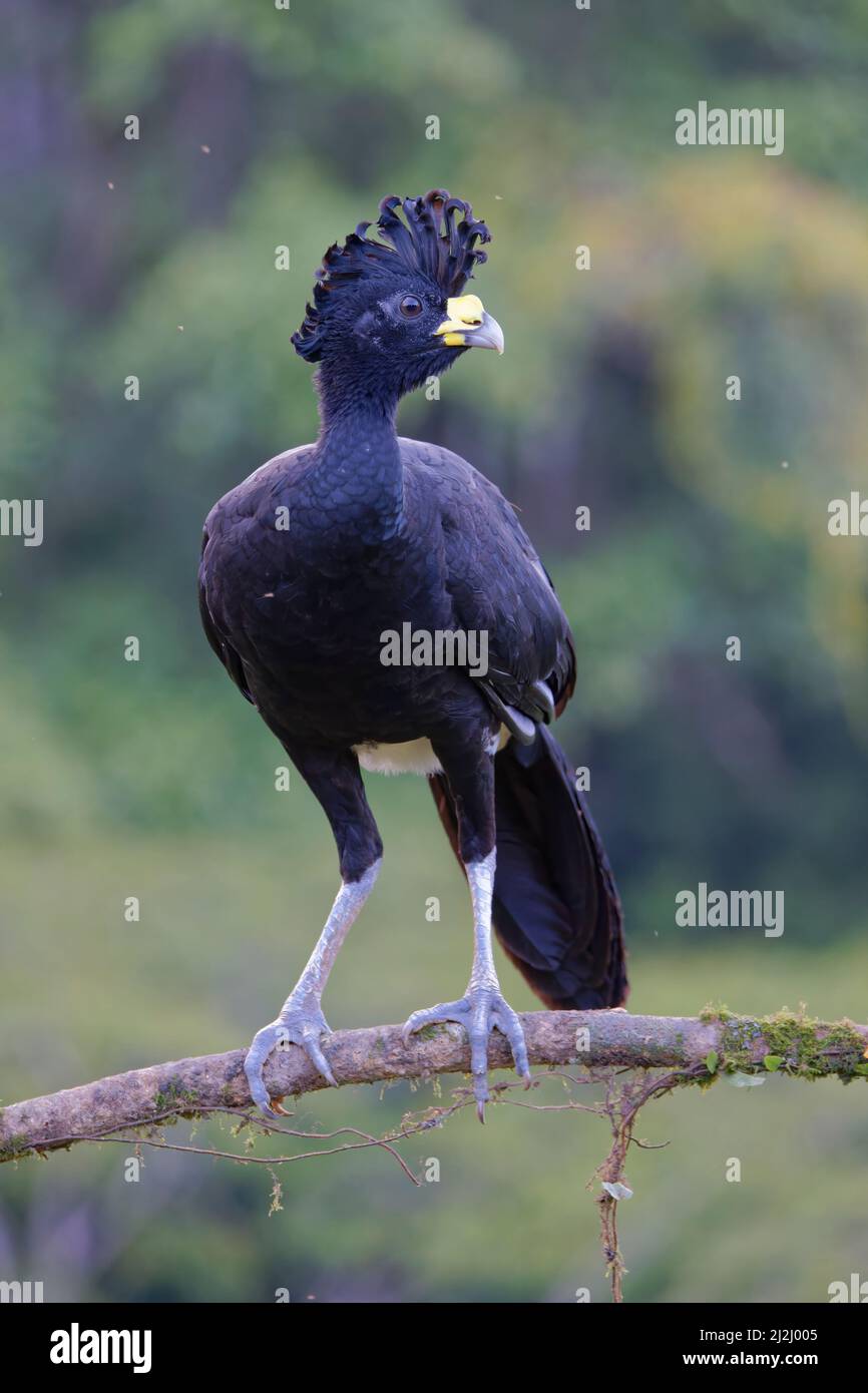 Great Currasow male in tree Crax rubra Boco Tapada, Costa Rica BI033004 ...