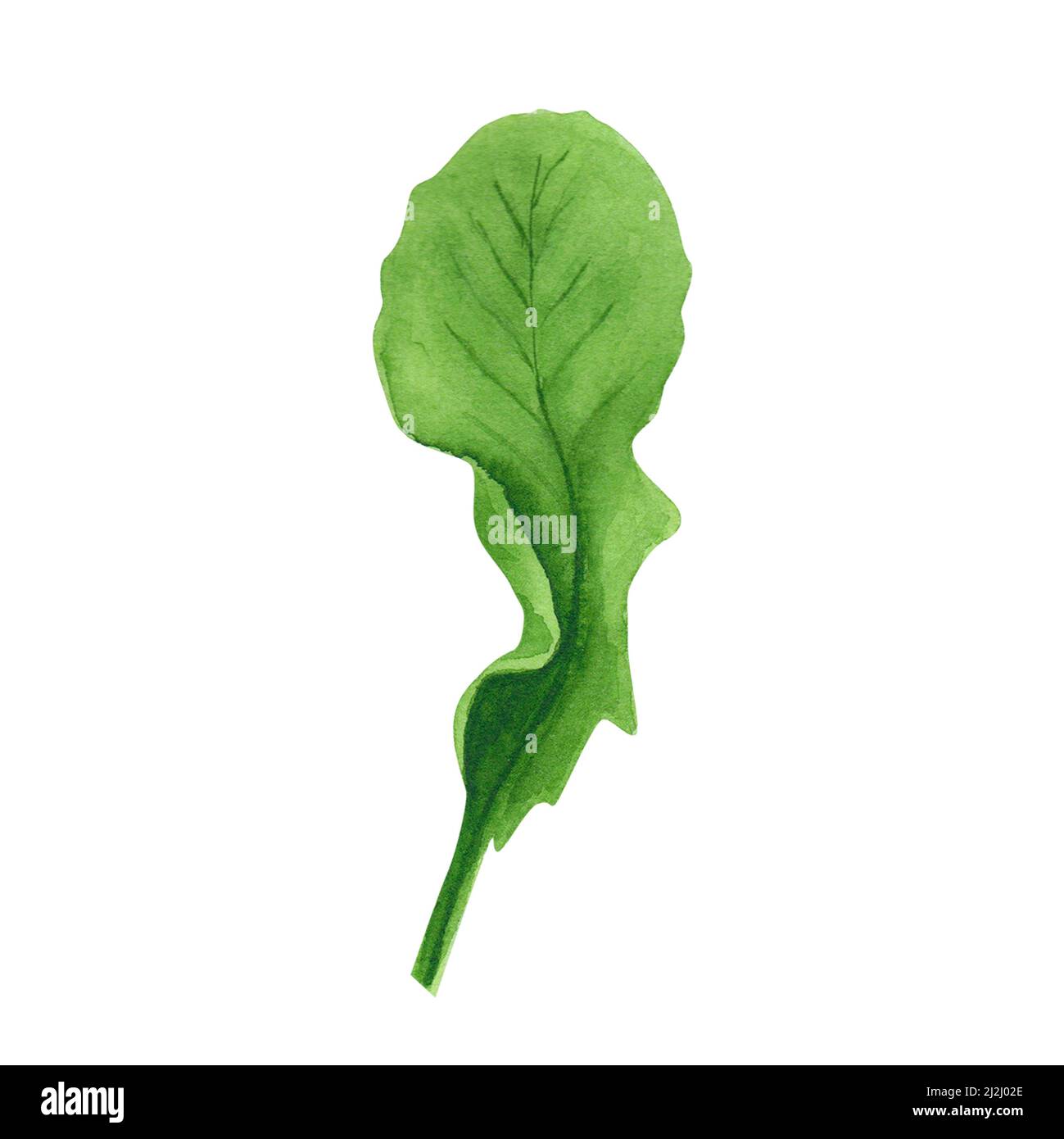 Culinary fresh leaves salad watercress. Watercolor illustration for ...