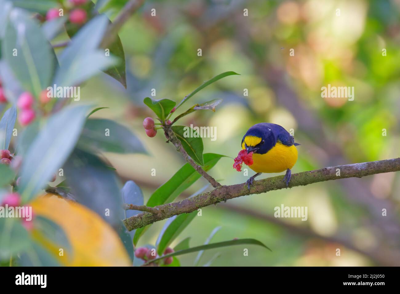 Yellow throated euphonia (euphonia hirundinacea) hi-res stock ...