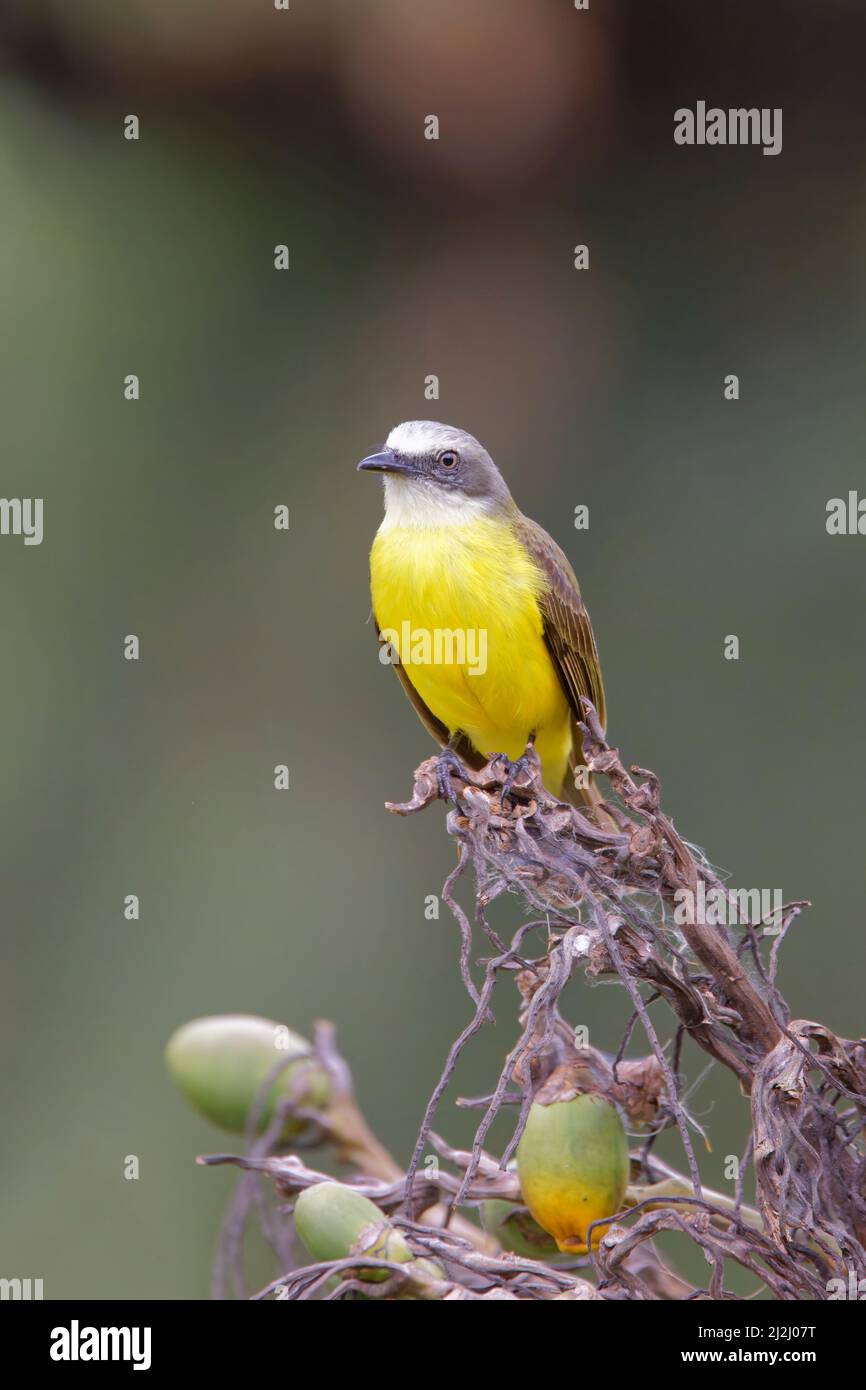 Grey-capped Flycatcher Myiozetetes granadensis La Fortuna, Costa Rica ...