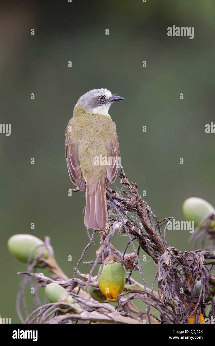 Grey-capped Flycatcher Myiozetetes granadensis La Fortuna, Costa Rica ...