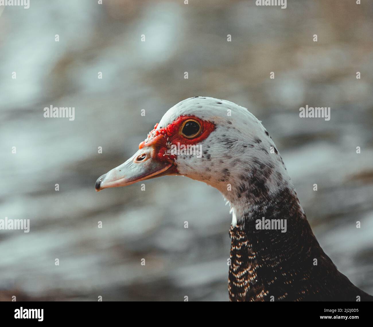 A selective focus shot of muscovy duck (cairina moschata) in Miami ...