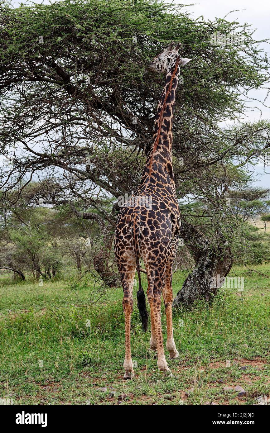 Giraffe; adult male eating; thorny tree; Giraffa camelopardalis ...