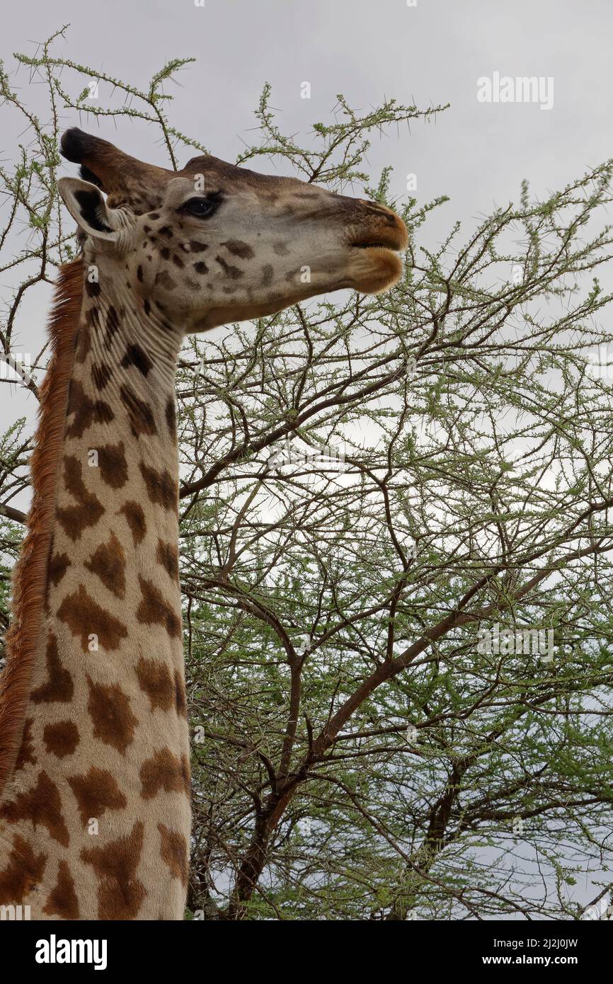 Giraffe; adult standing tall; Giraffa camelopardalis, tallest mammal ...