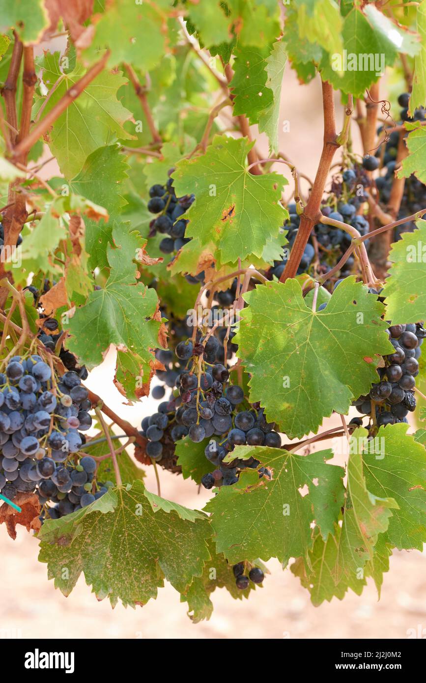 A vine with abundant clusters of ripe grapes ready for harvesting Stock ...