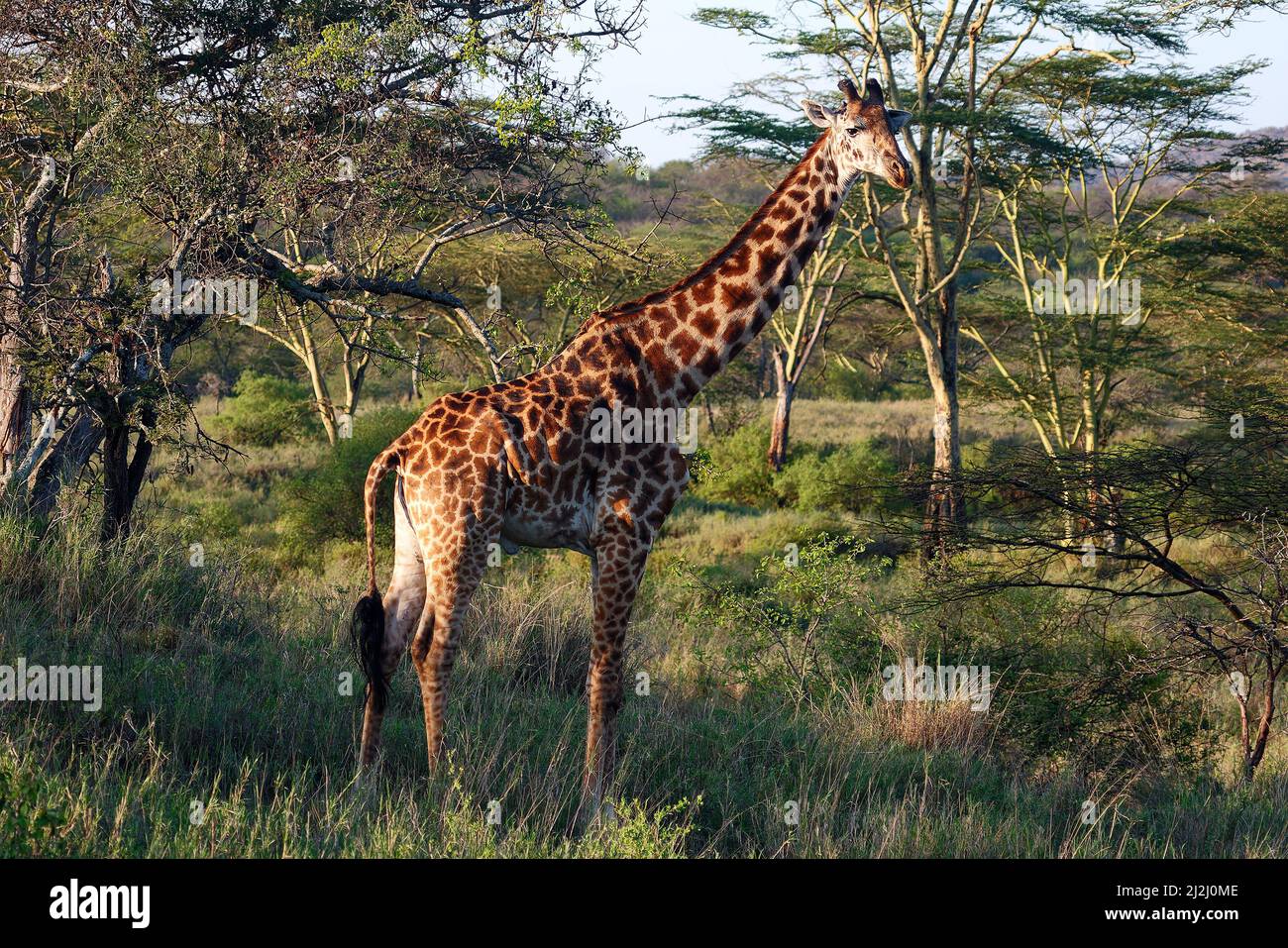 Giraffe; adult; full portrait, side view; Giraffa camelopardalis ...